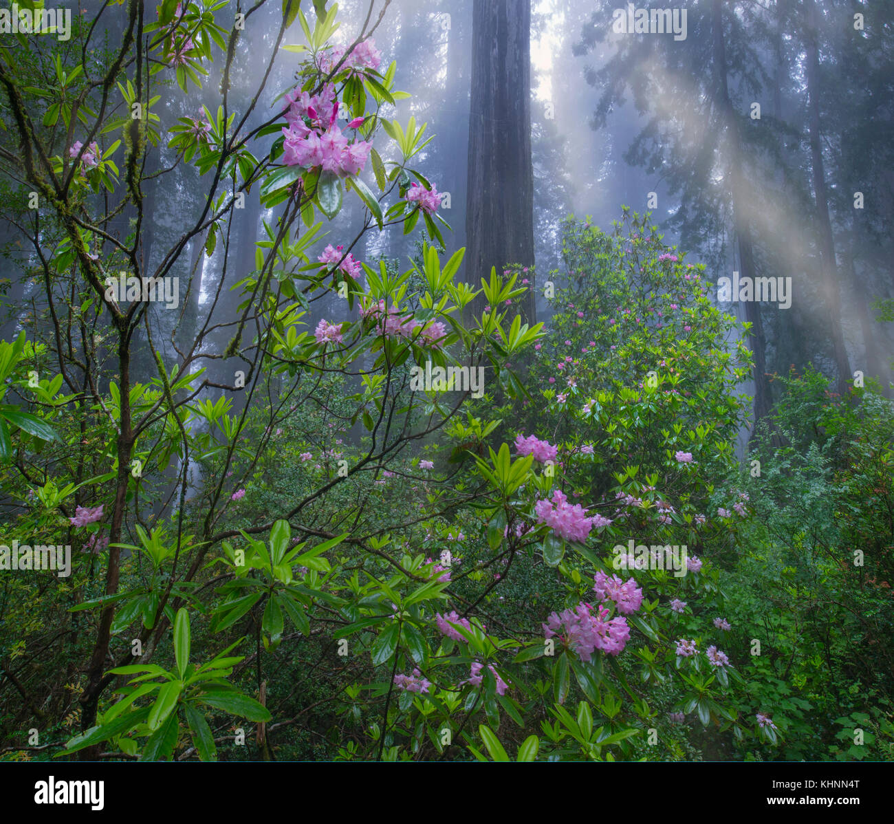 Rhododendron (Rhododendron sp) flowers and Coast Redwood (Sequoia ...