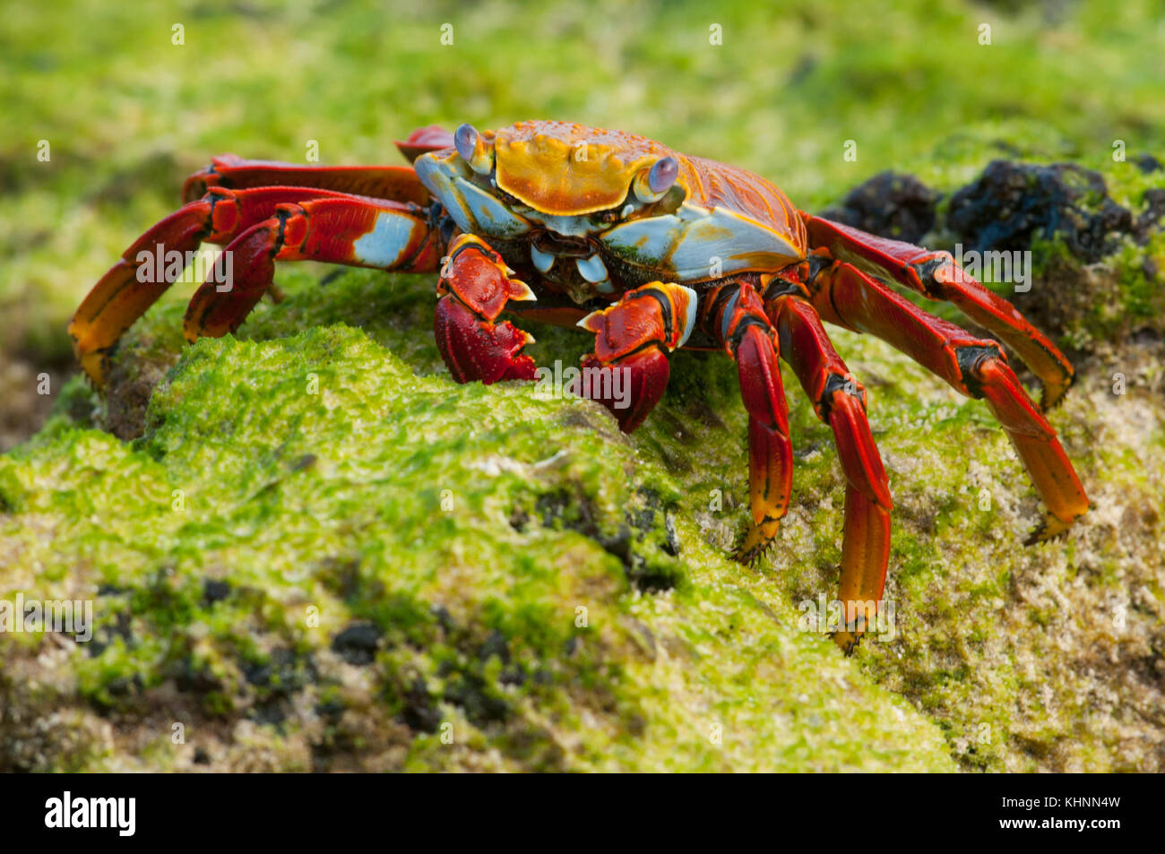 Sally Lightfoot Crab (Grapsus grapsus), Galapagos Islands, Ecuador ...