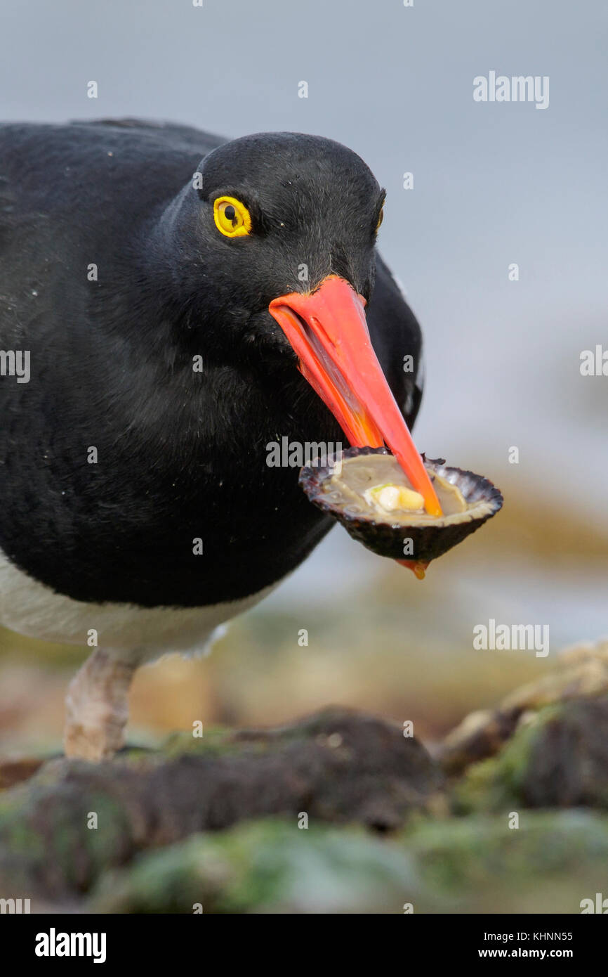 Magellanic Oystercatcher (Haematopus leucopodus) feeding on mussel prey ...