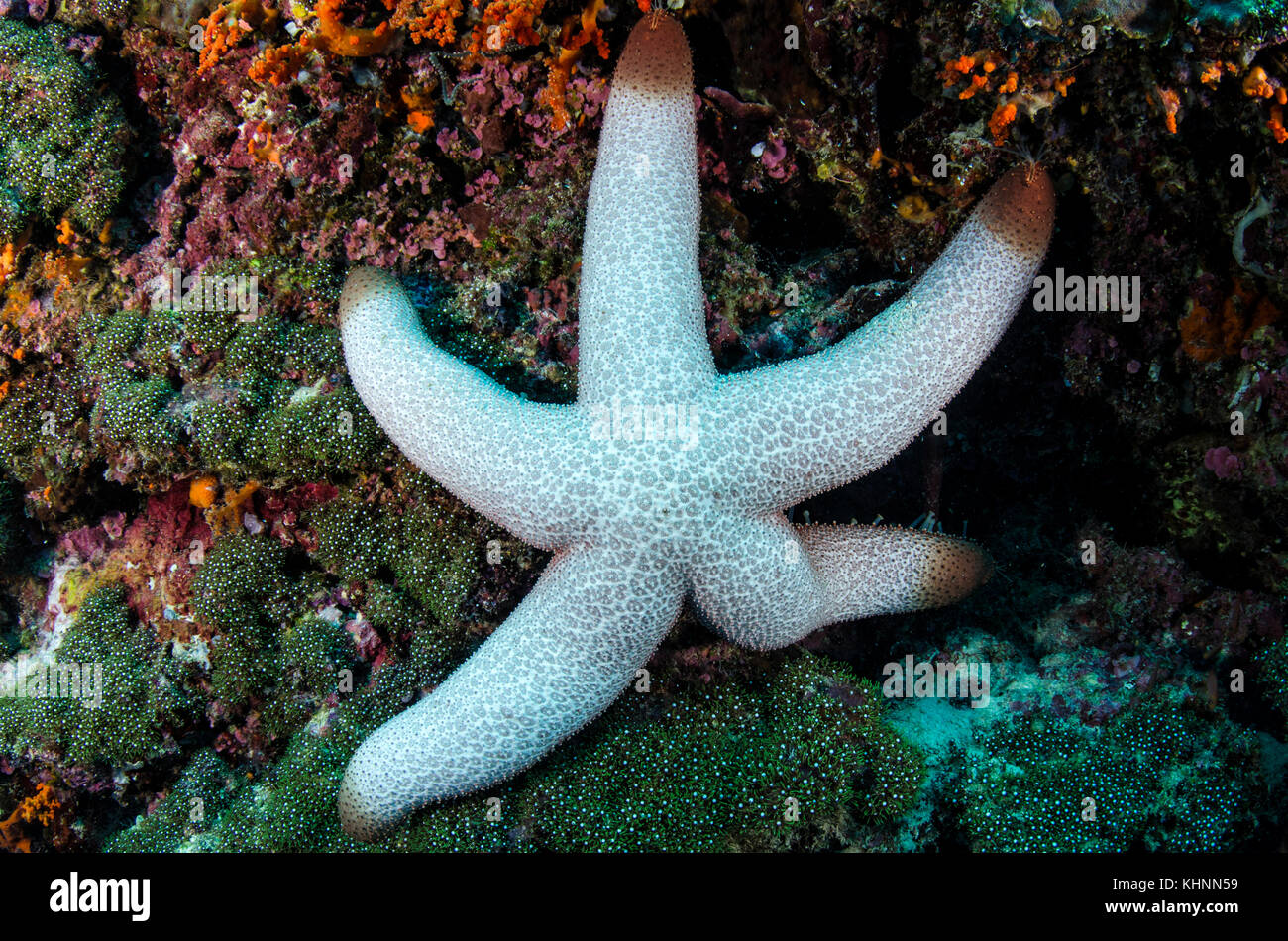Sea star, Raja Ampat Islands, Indonesia Stock Photo - Alamy