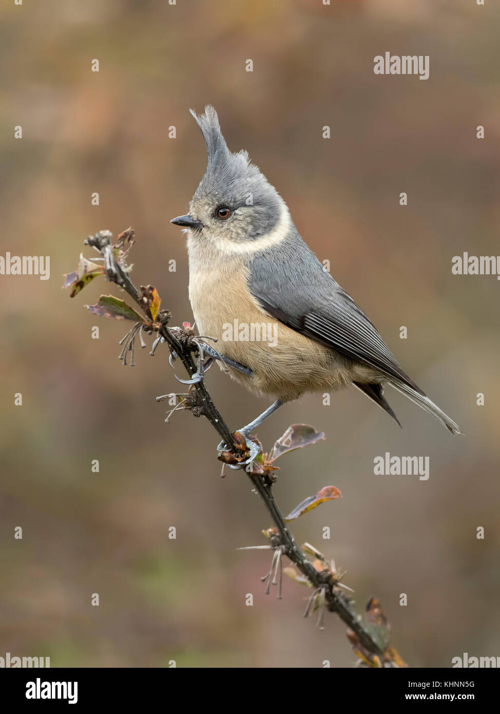 Grey-crested Tit (Parus dichrous), Bhutan Stock Photo - Alamy