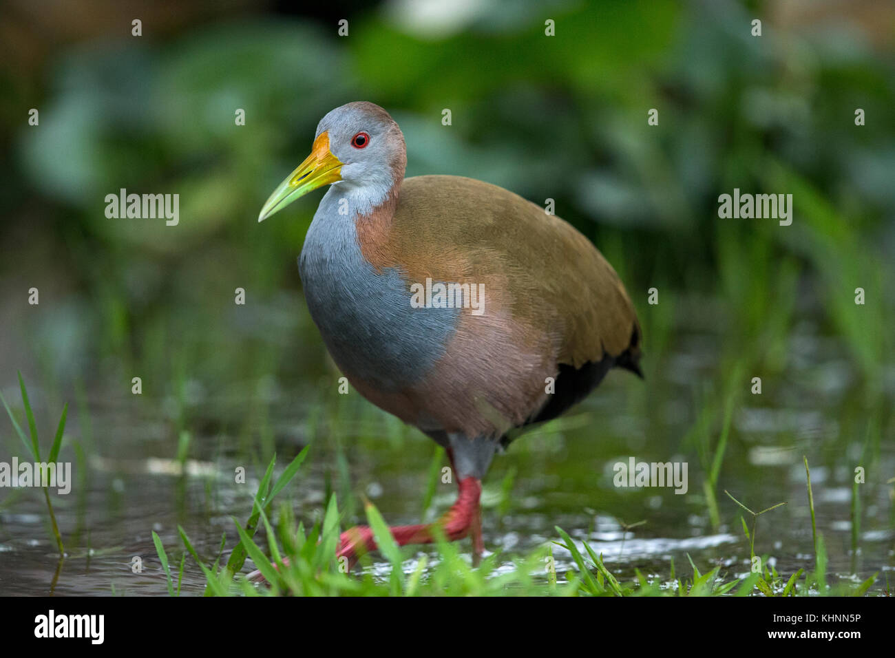Giant Wood-Rail (Aramides ypecaha), Ibera Provincial Reserve, Ibera ...