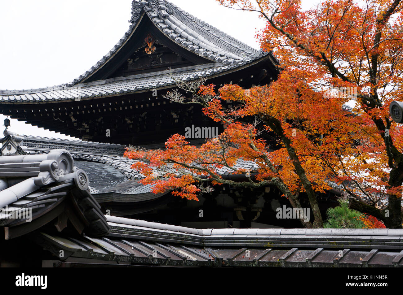 Japanese Maple (Acer palmatum) tree in fall at temple, Kyoto, Japan ...