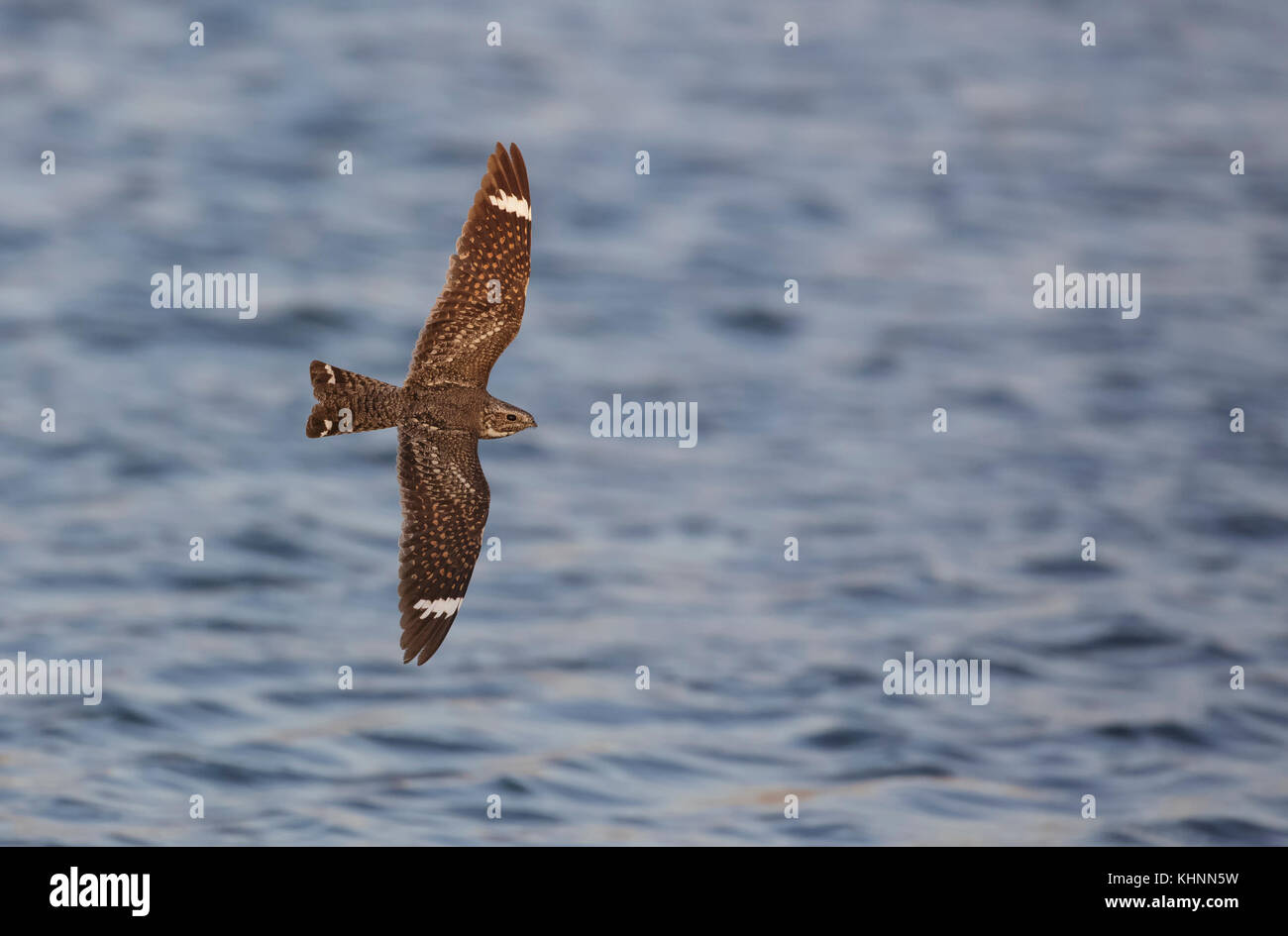 "Lesser Nighthawk (Chordeiles acutipennis) flying, Arizona Stock Photo ...
