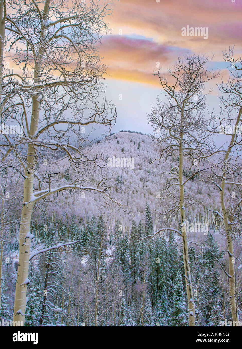 Quaking Aspen (Populus tremuloides) trees in winter, Aspen Vista, Santa ...