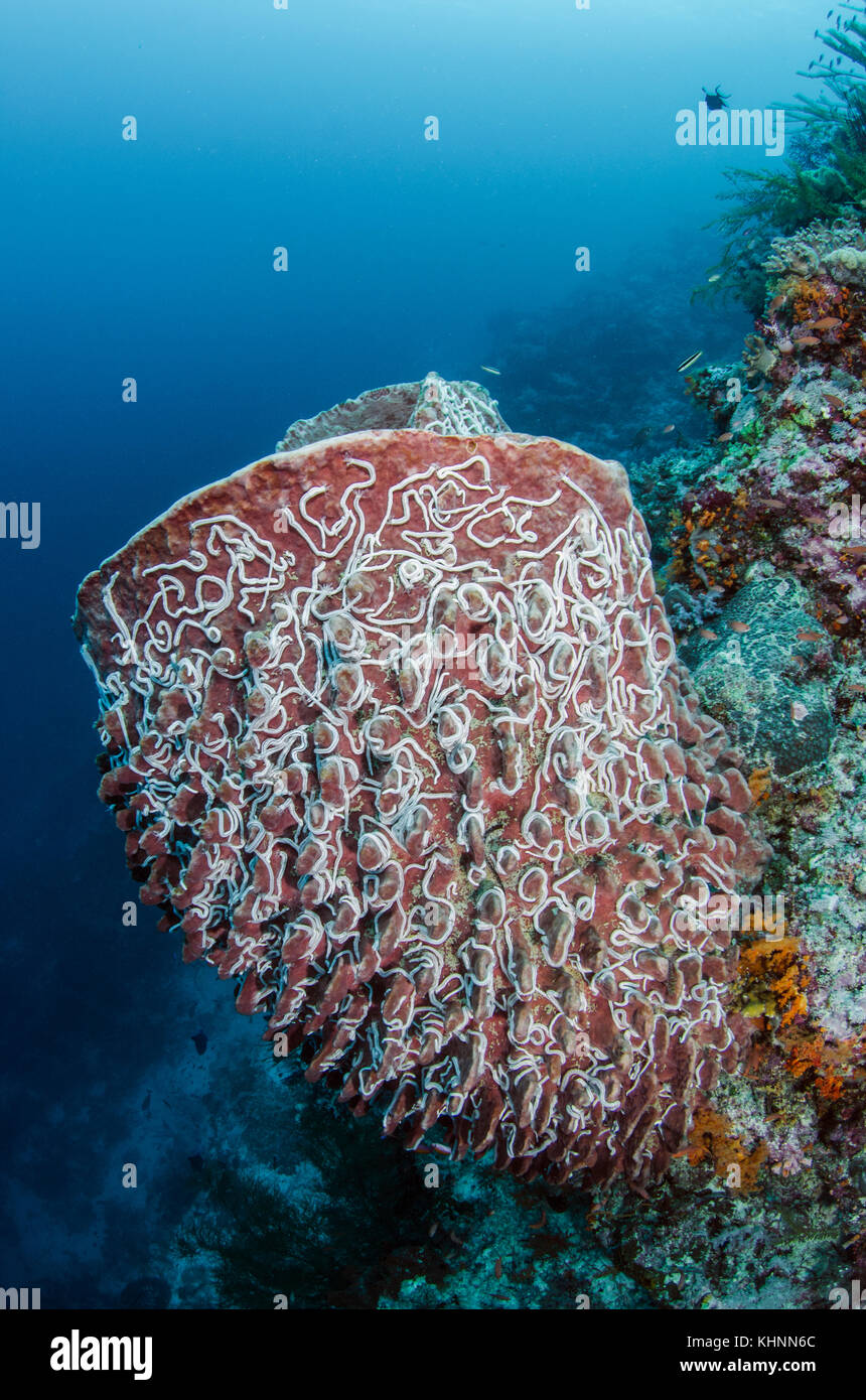 Sea Cucumber (Synaptula lamperti) group on Giant Barrel Sponge ...