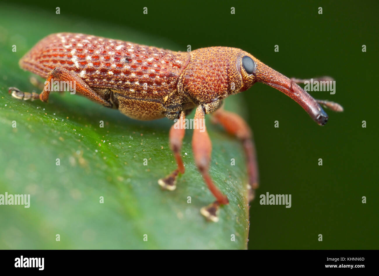 True Weevil (Curculionidae), Danum Valley Conservation Area, Sabah ...