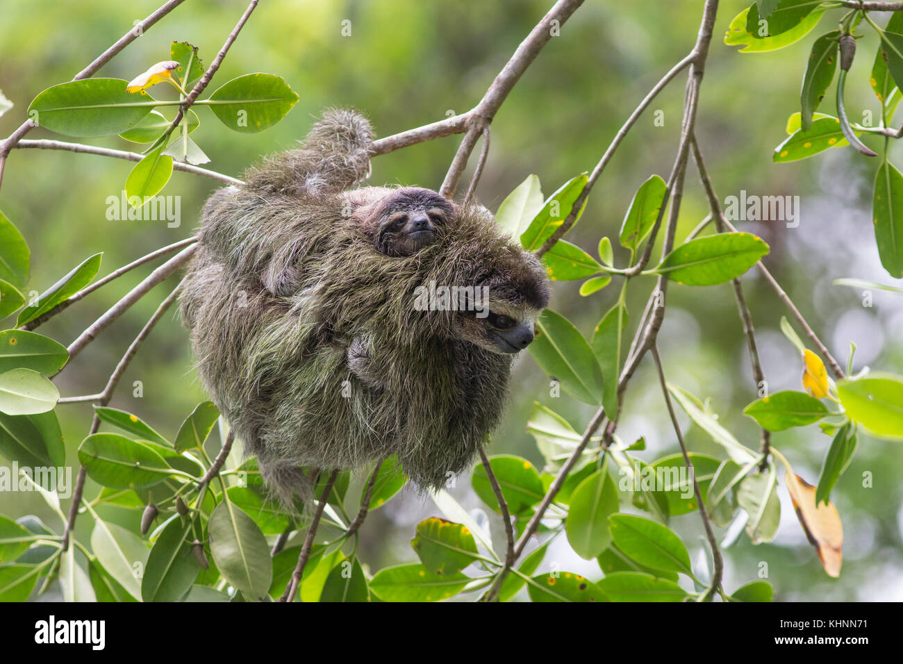 Pygmy Three-toed Sloth (Bradypus pygmaeus) mother and four month old ...