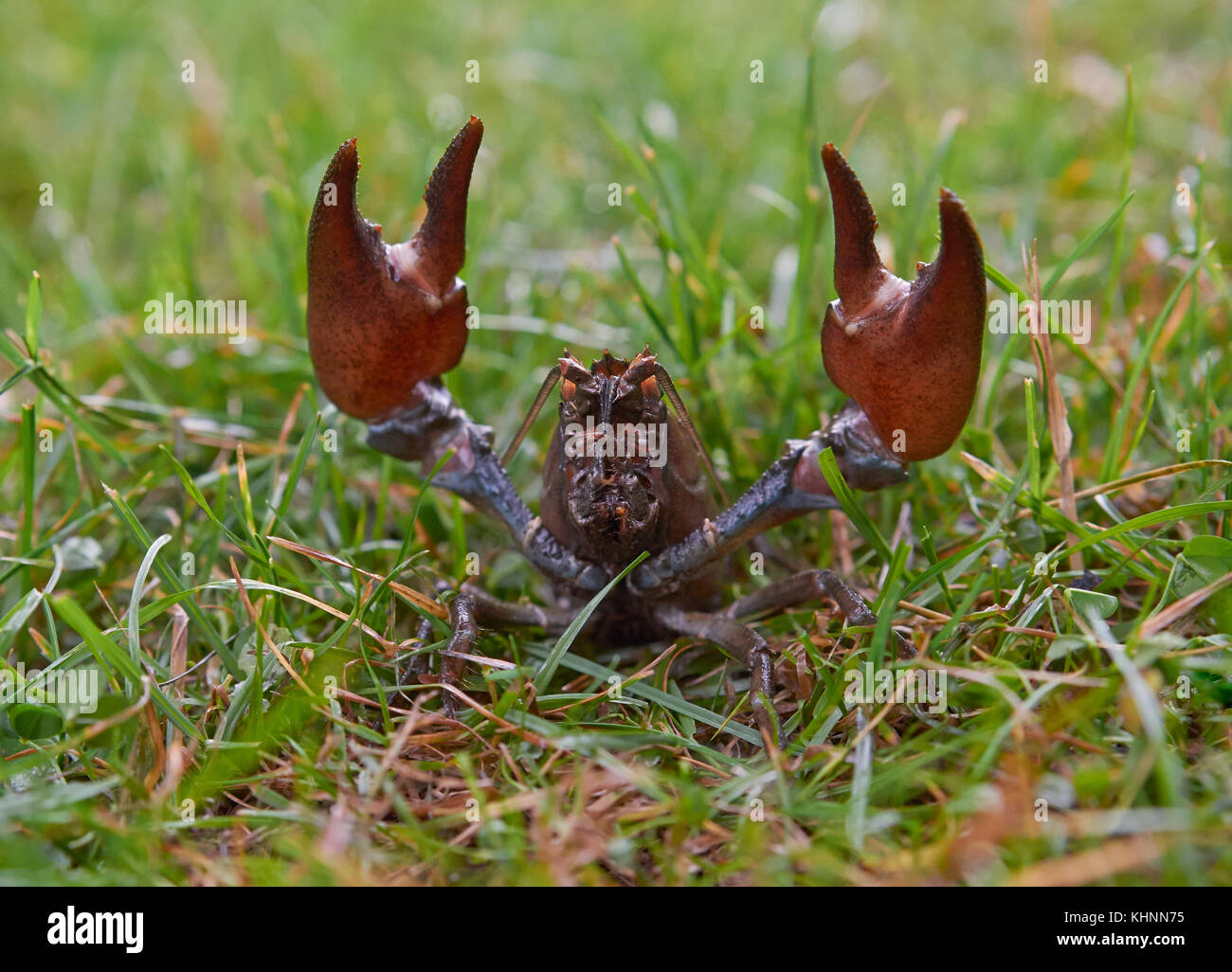 Signal Crayfish (Pacifastacus leniusculus) in defensive posture, Sussex ...