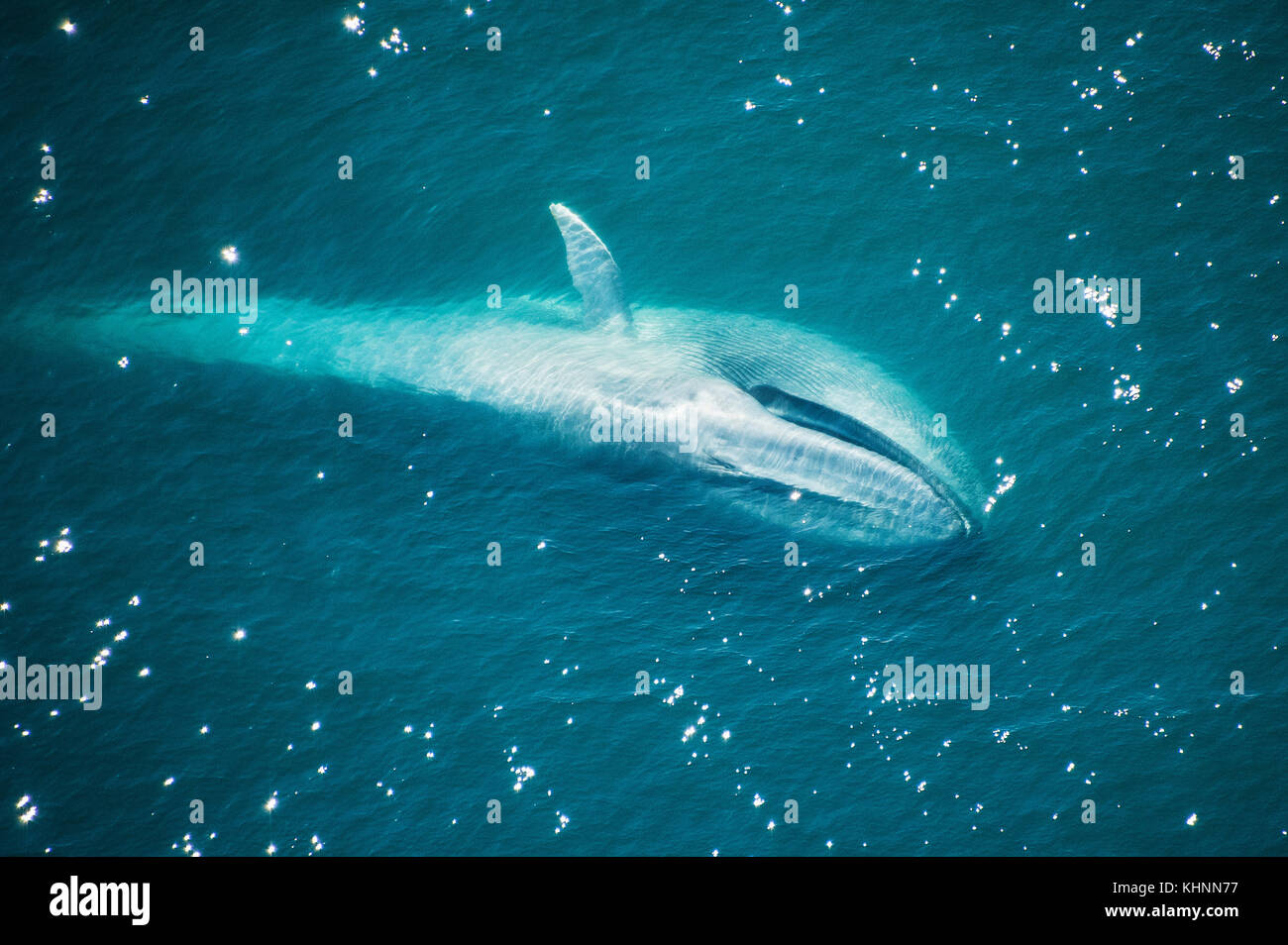 Blue Whale (Balaenoptera musculus) gulp feeding close to the surface ...