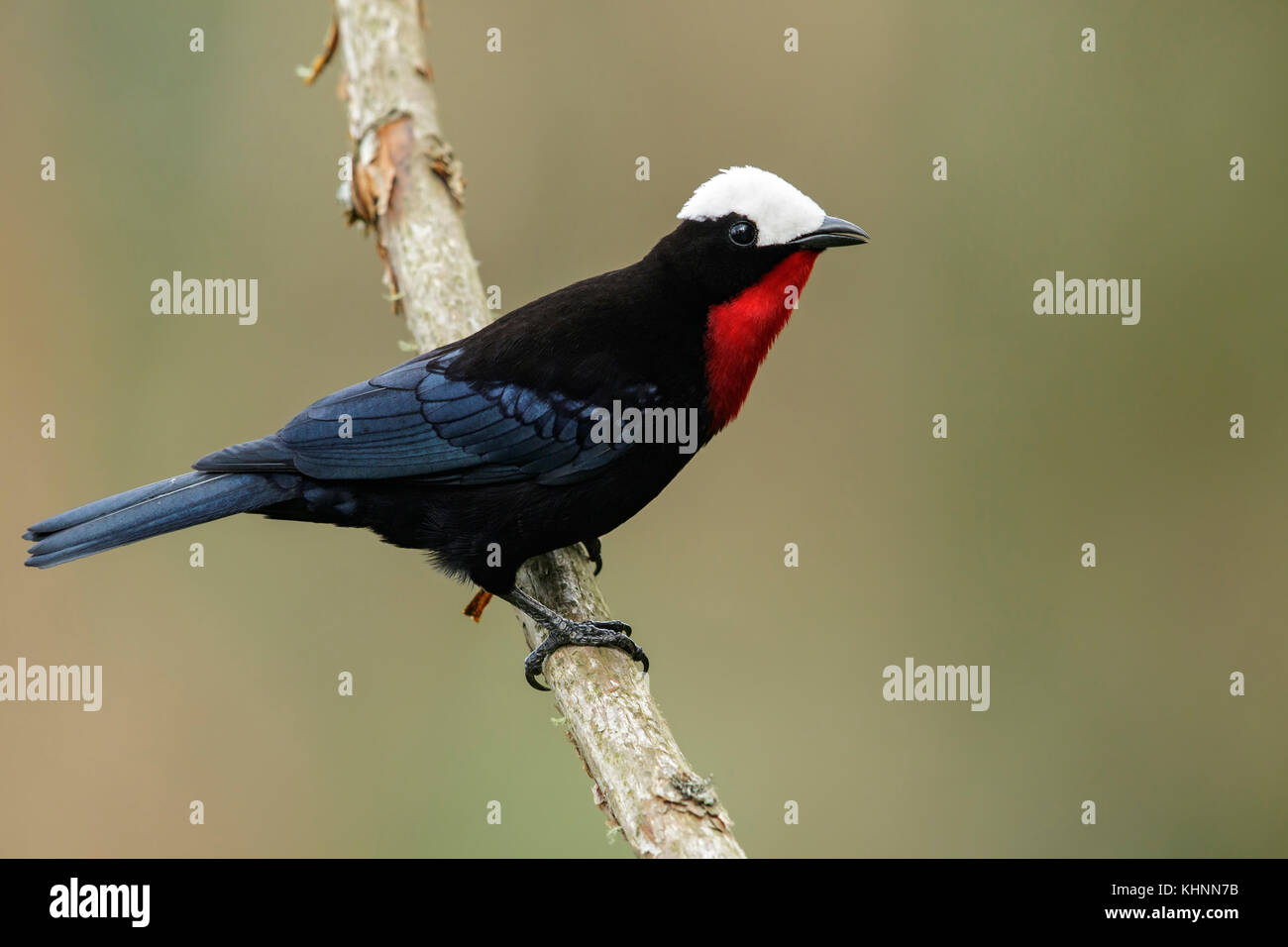 White-capped Tanager (Sericossypha albocristata), Colombia Stock Photo ...