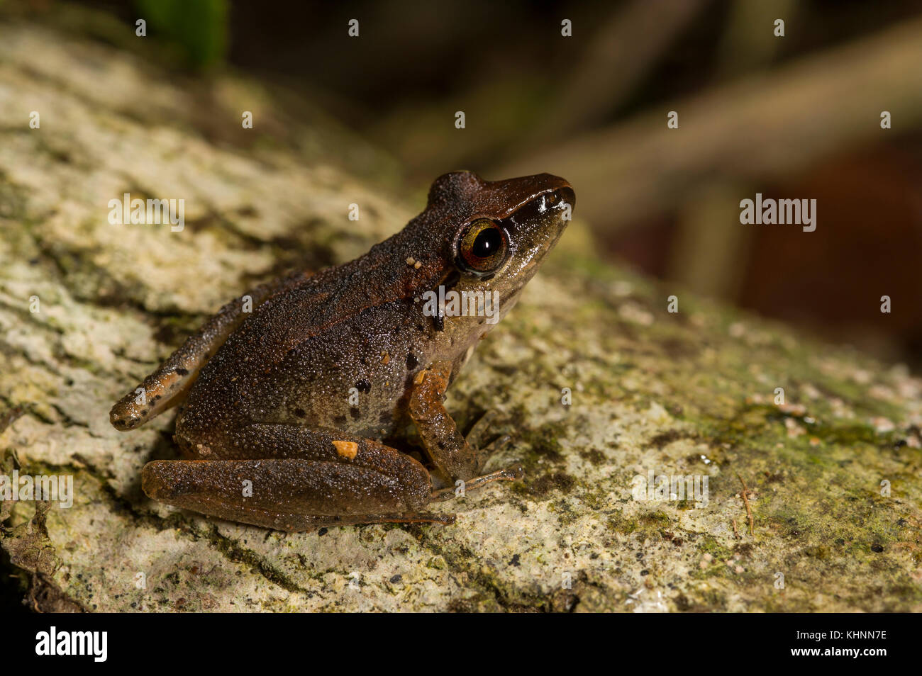 Neotropical Frog (Pristimantis sp), Mindo Cloud Forest, Ecuador Stock ...