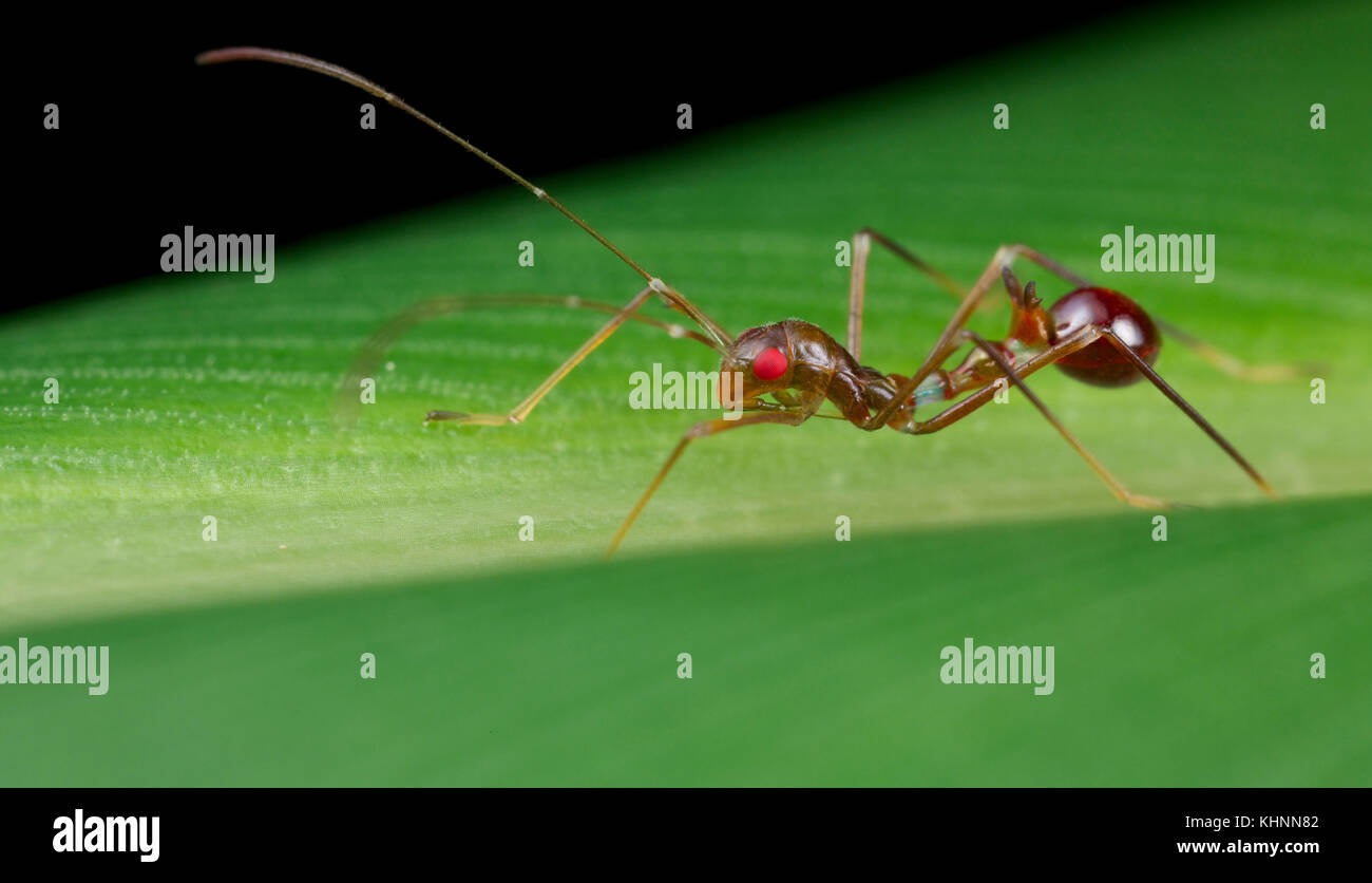Broad-headed Bug (Alydidae), ant mimic, Danum Valley Conservation Area ...
