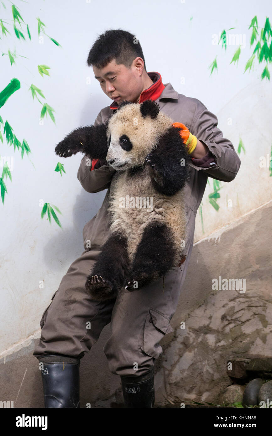 Giant Panda (Ailuropoda melanoleuca) keeper carrying six-to-eight month ...
