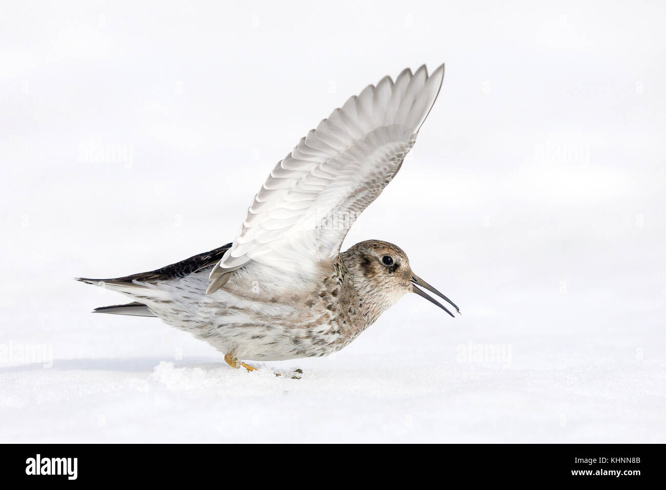 Purple Sandpiper (Calidris maritima) taking flight, Norway Stock Photo ...