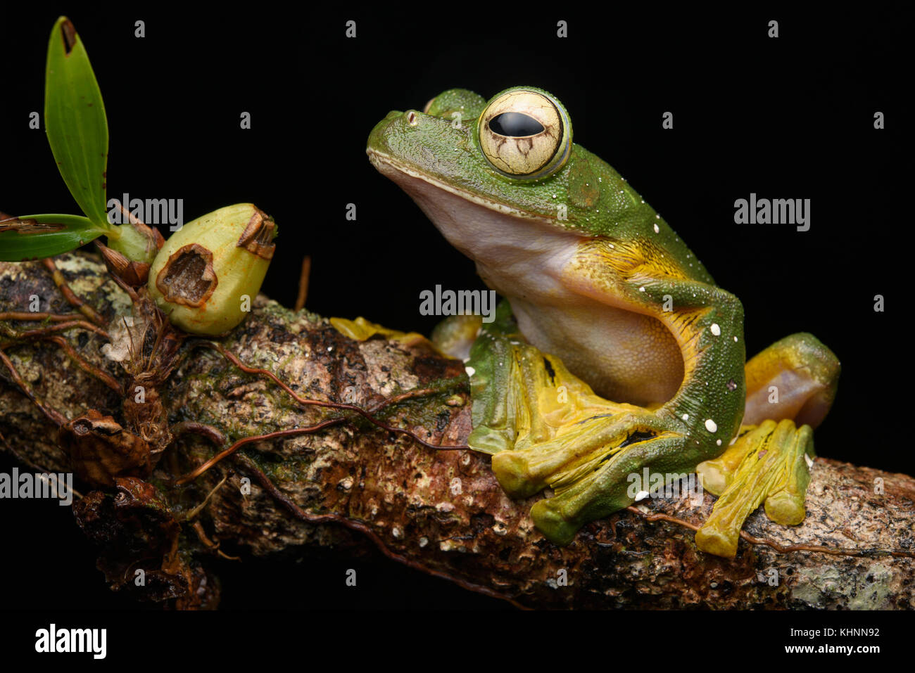 Wallace's Flying Frog (Rhacophorus nigropalmatus), Gunung Penrissen ...