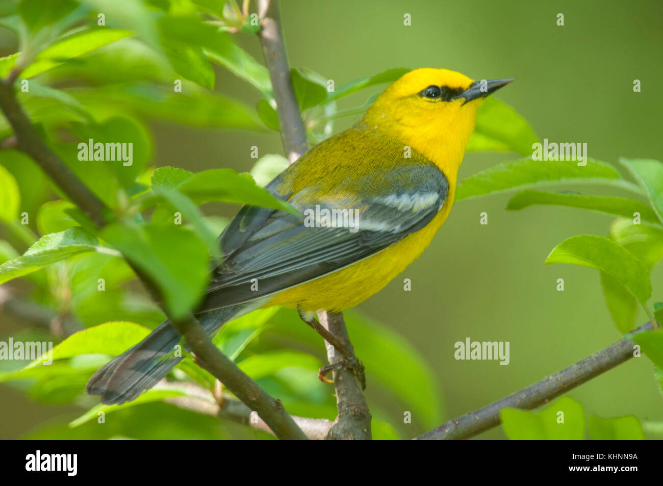 Blue-winged Warbler (Vermivora chrysoptera), Huron Meadows Metropark, Michigan Stock Photo - Alamy