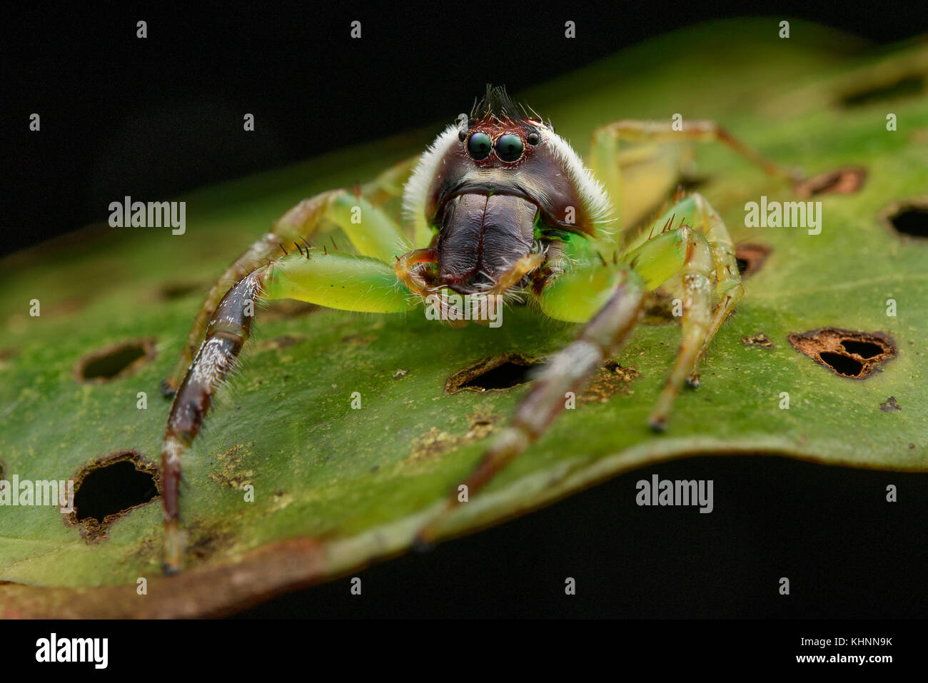 Northern Green Jumping Spider (Mopsus mormon), Waigeo, New Guinea ...