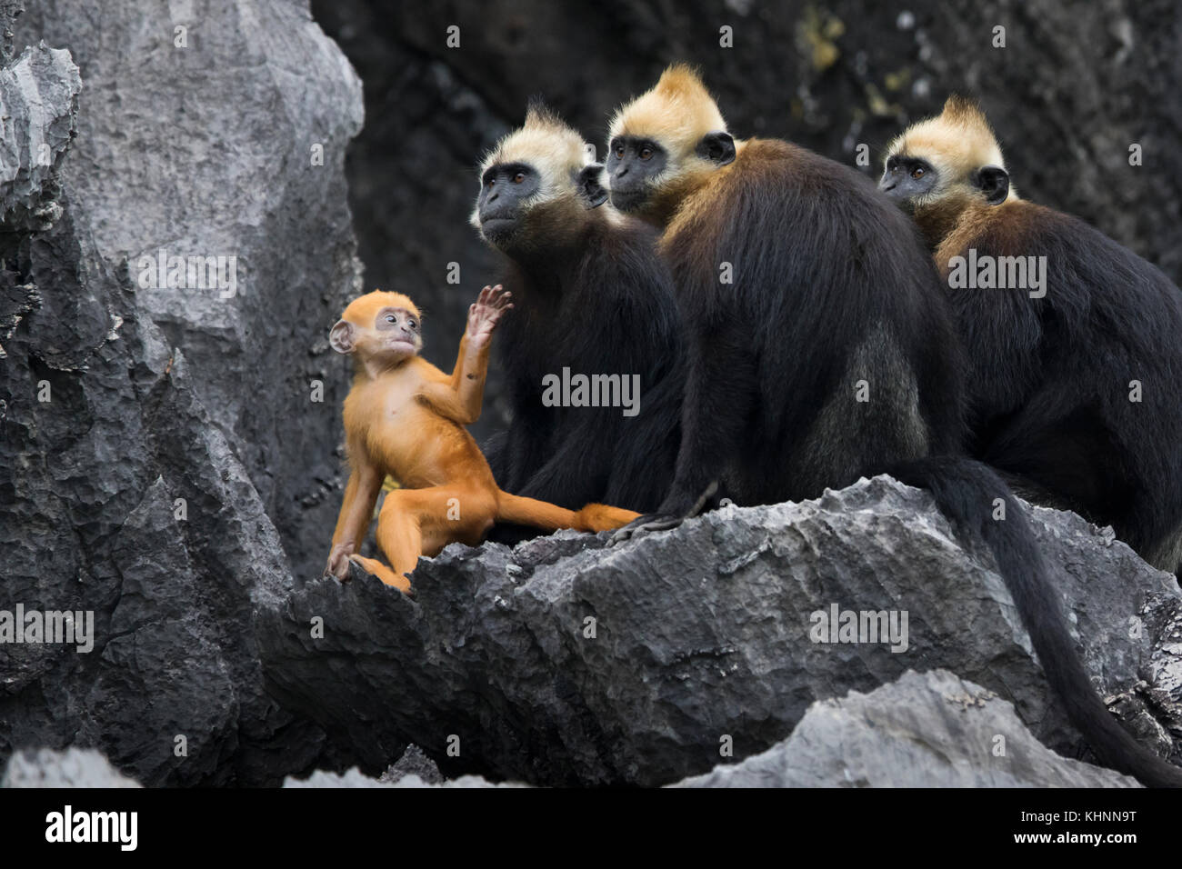Cat Ba Langur (Trachypithecus poliocephalus poliocephalus) females with ...