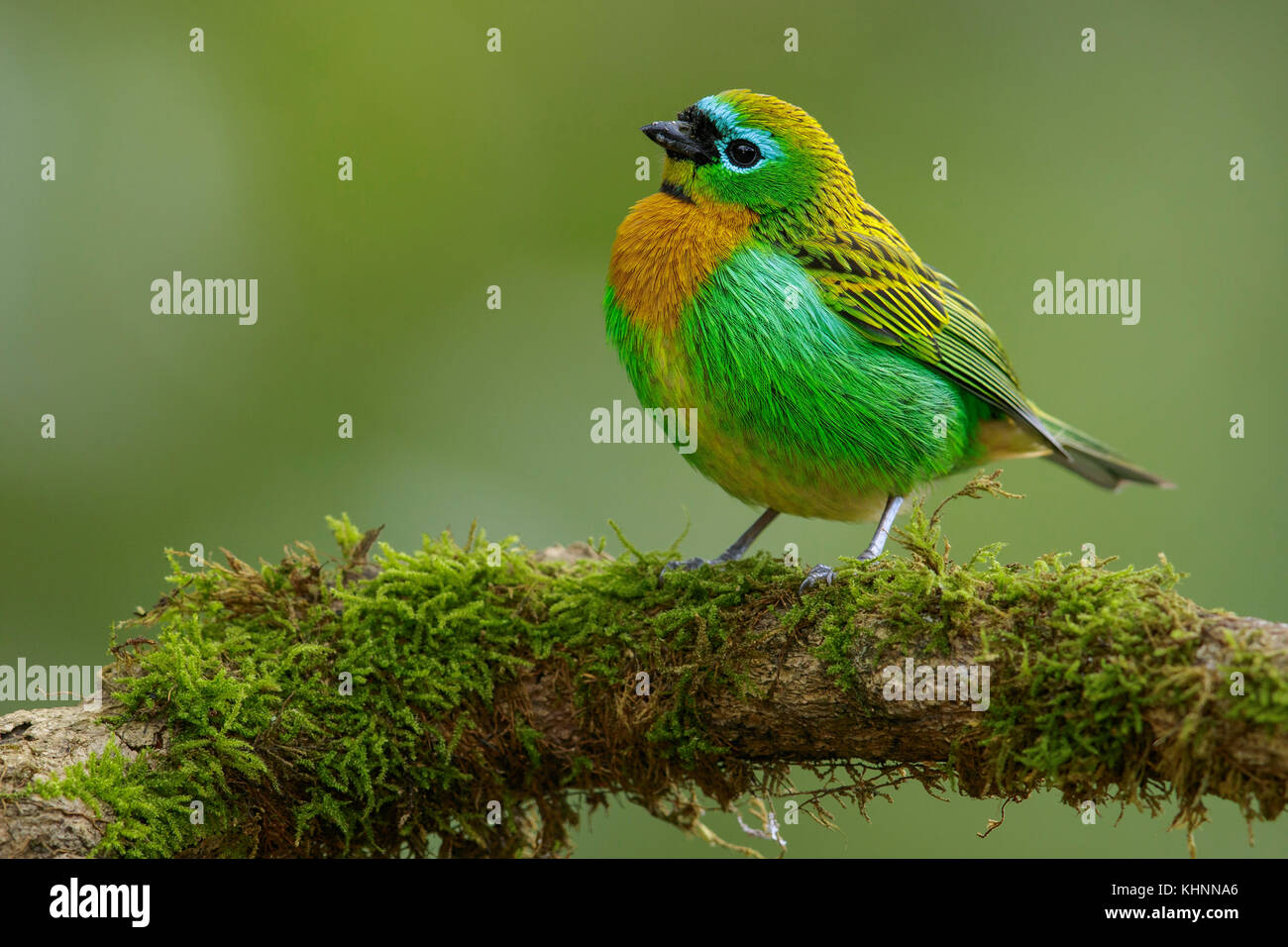 Brassy-breasted Tanager (Tangara desmaresti), Atlantic Rainforest ...