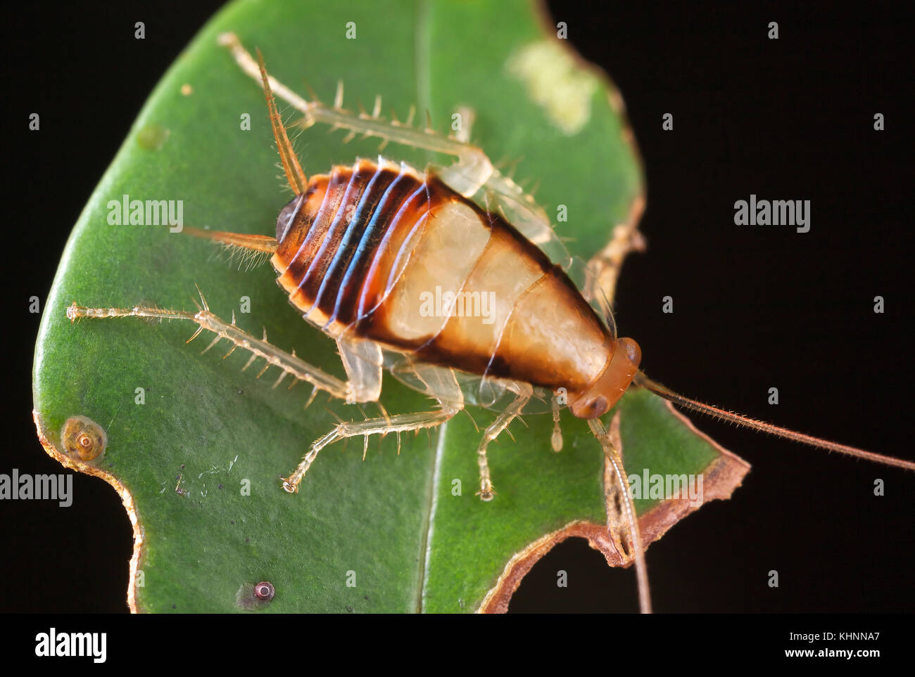 Cockroach, Mananara Nord National Park, Madagascar Stock Photo - Alamy