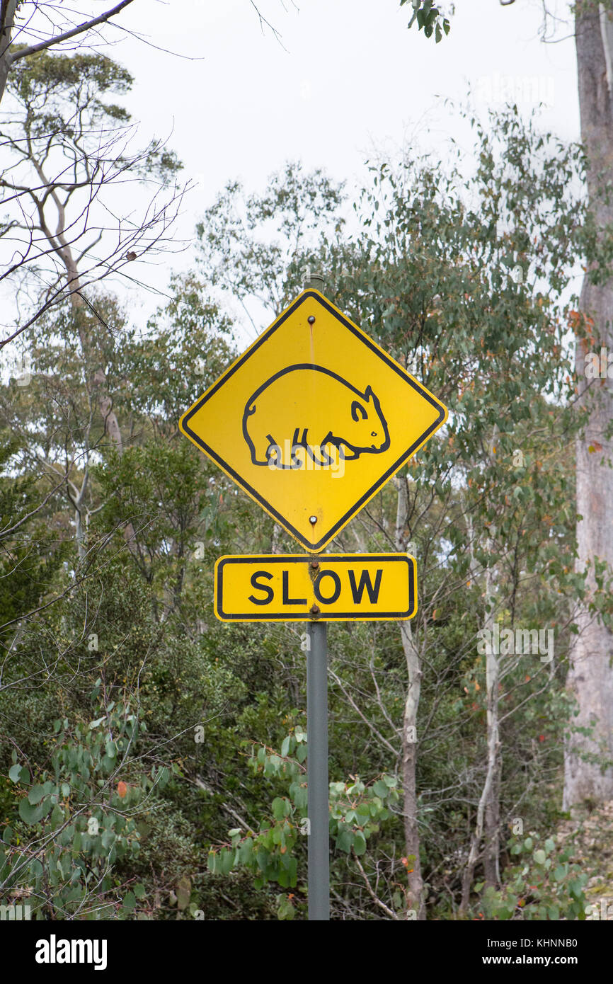 Common Wombat (Vombatus ursinus) road warning sign, Cradle Mountain ...
