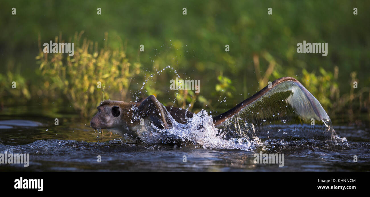 Toque Macaque (Macaca sinica) running in water, Polonnaruwa, Sri Lanka ...