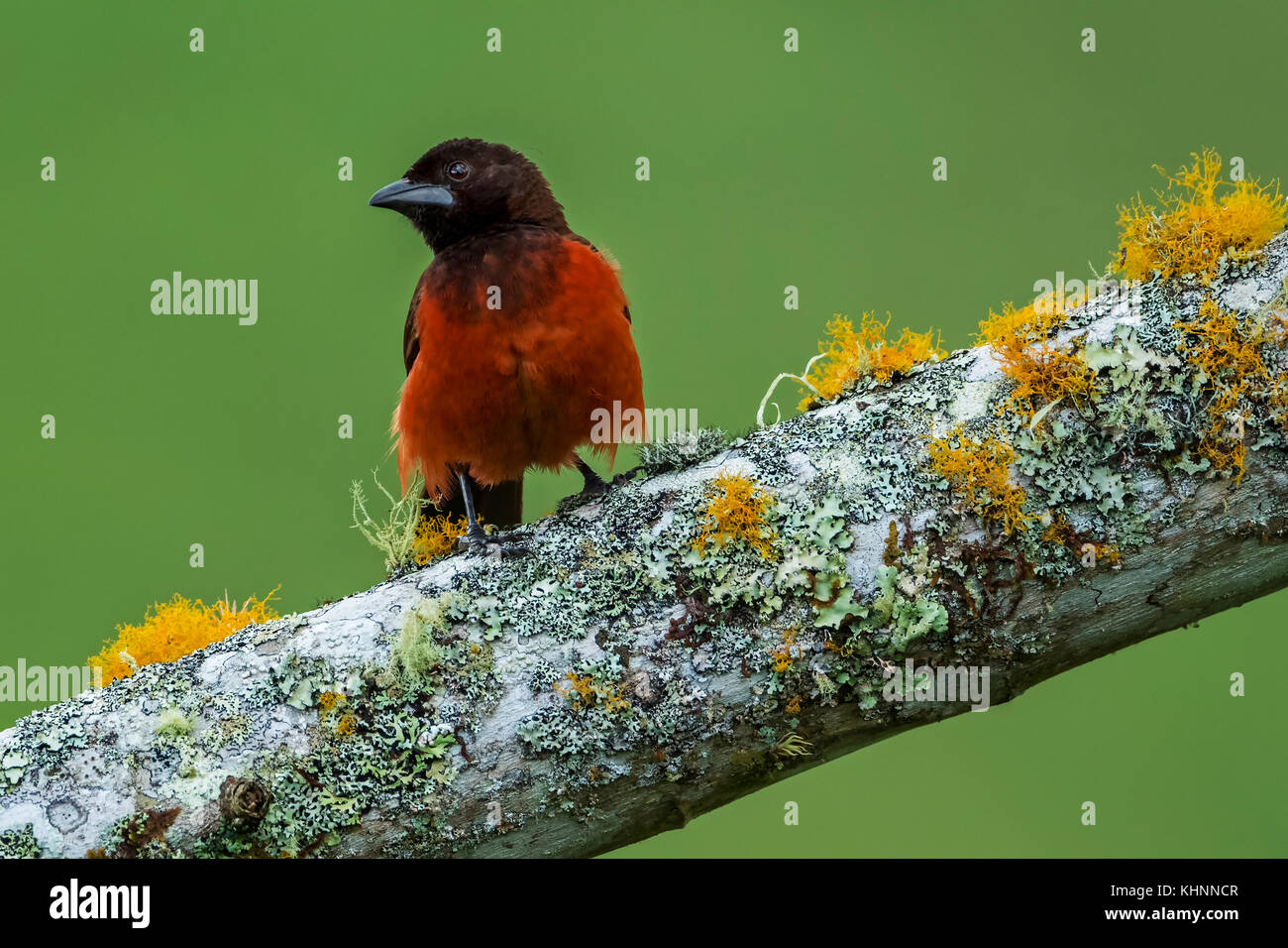 Crimson-backed Tanager (Ramphocelus dimidiatus) female, Guacharo Cave ...
