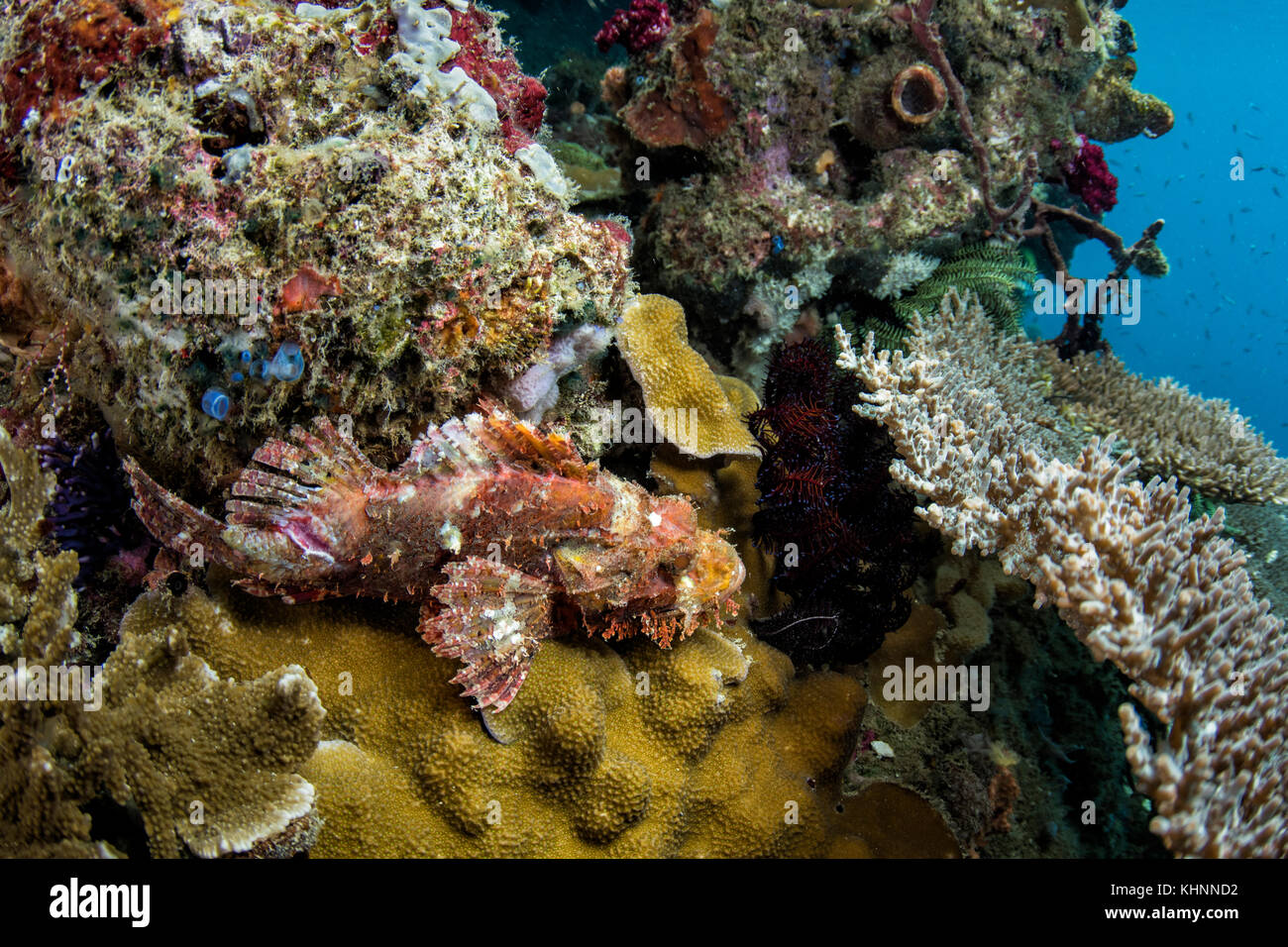 Tassled Scorpionfish (Scorpaenopsis oxycephala) camouflaged in coral ...