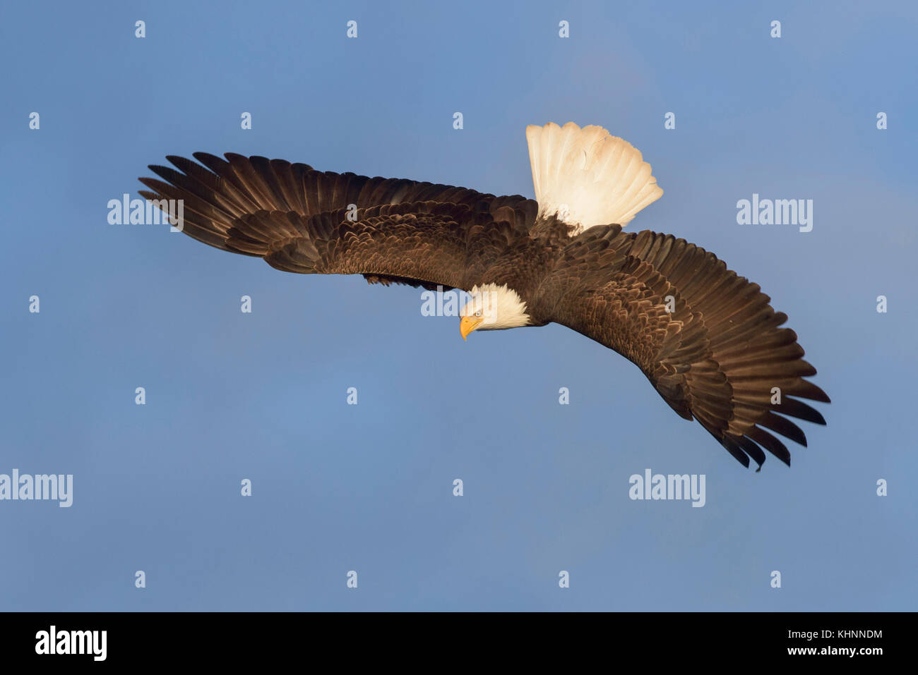 Bald Eagle (Haliaeetus leucocephalus) flying, Alaska Stock Photo - Alamy