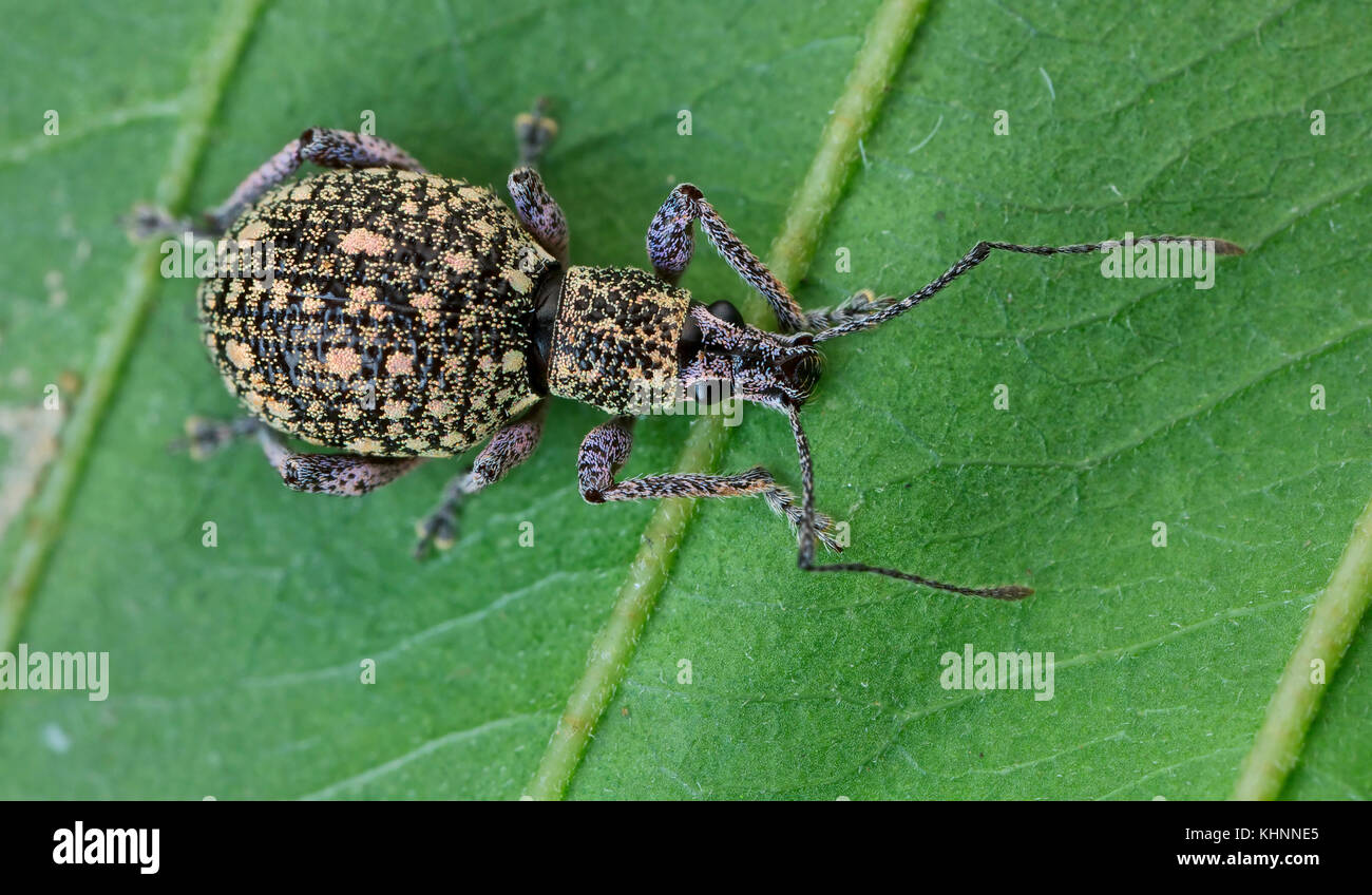 True Weevil (Curculionidae), Udzungwa Mountains National Park, Tanzania ...