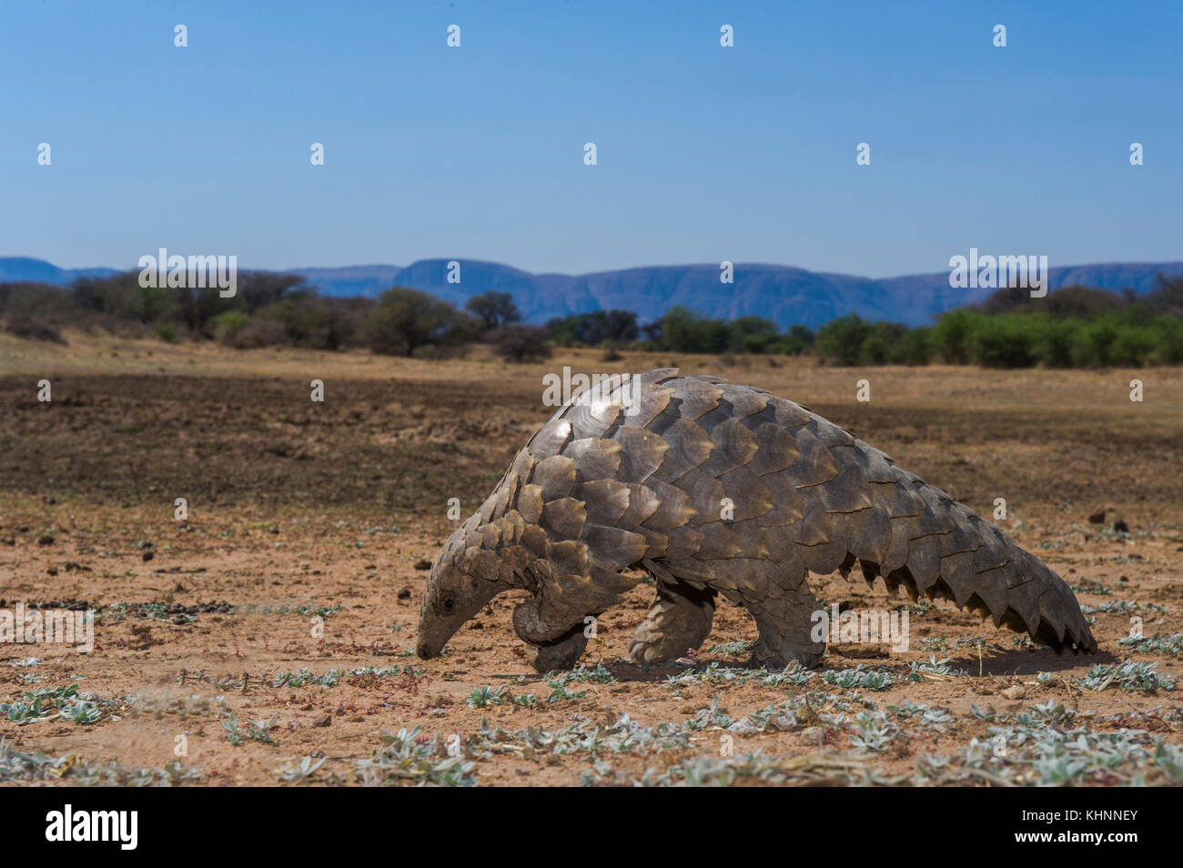 Cape Pangolin (Manis temminckii), Limpopo, South Africa Stock Photo - Alamy
