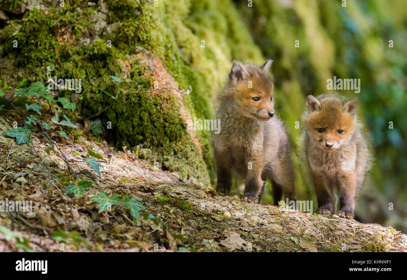 Red Fox (Vulpes vulpes) pups, France Stock Photo - Alamy