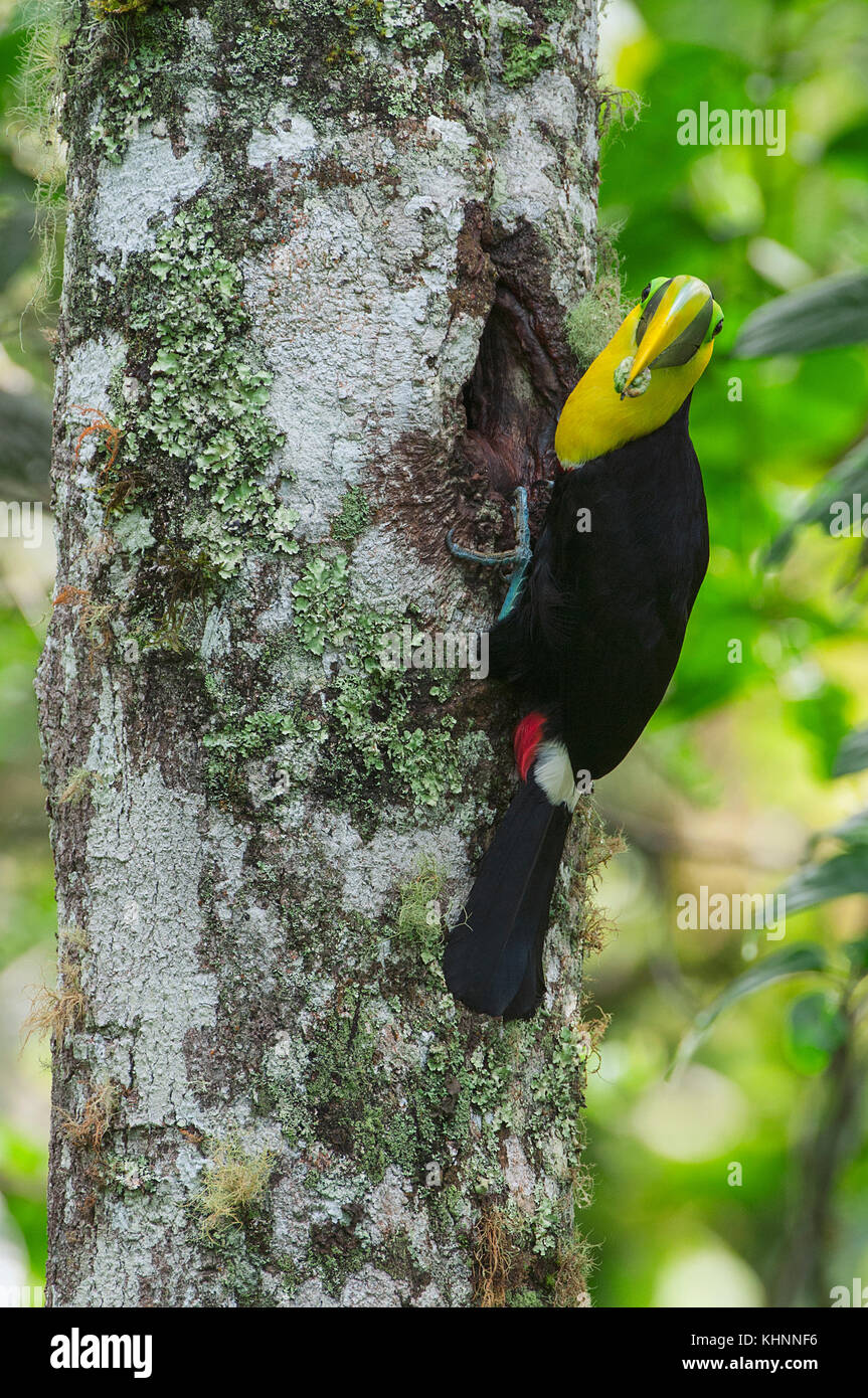Choco Toucan (Ramphastos brevis) with prey at nest cavity, Ecuador ...