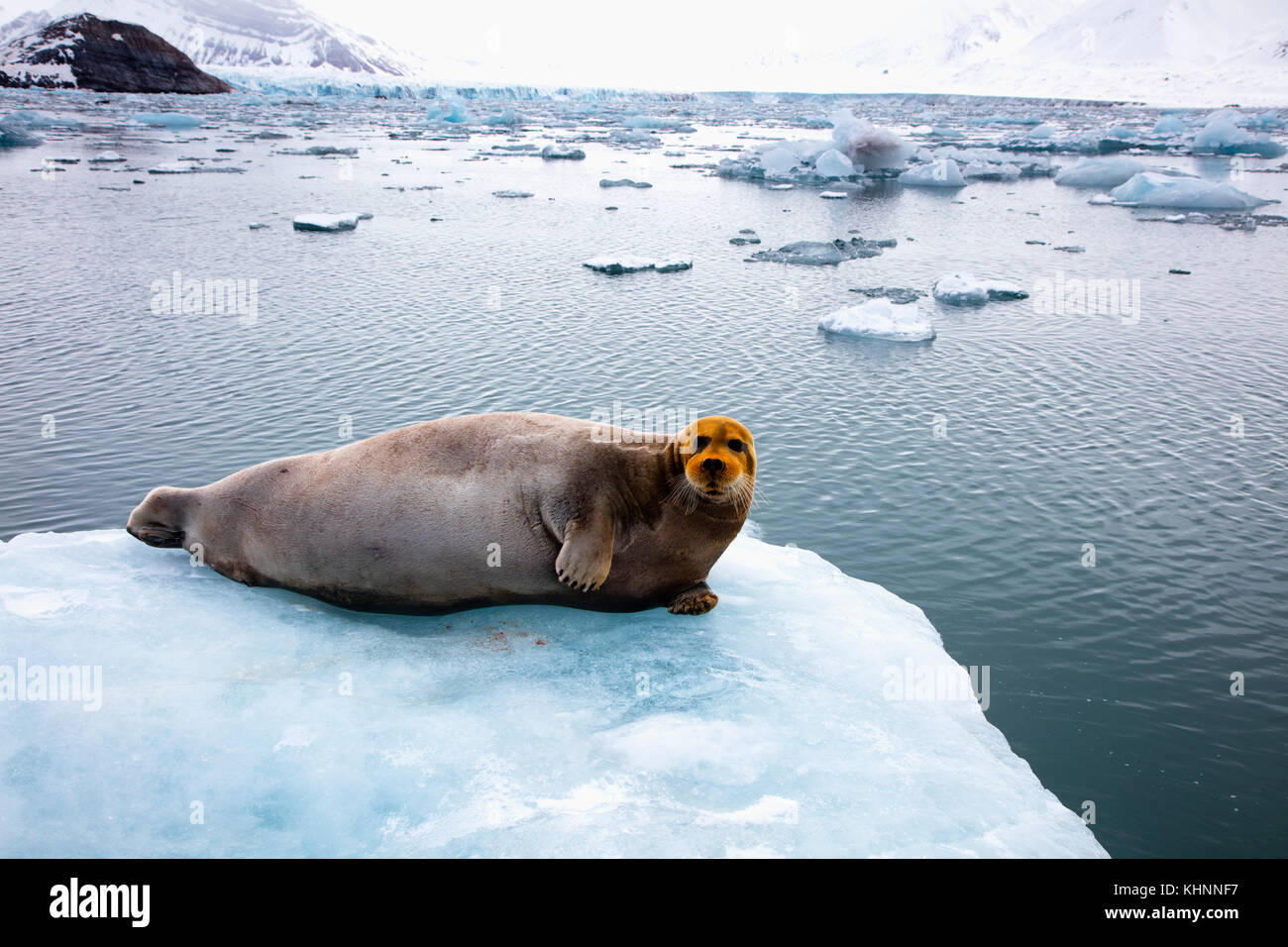 Bearded Seal Erignathus Barbatus On Ice Floe With Red Face From