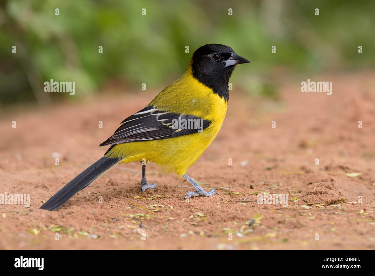 Audubon's Oriole (Icterus graduacauda), Texas Stock Photo - Alamy