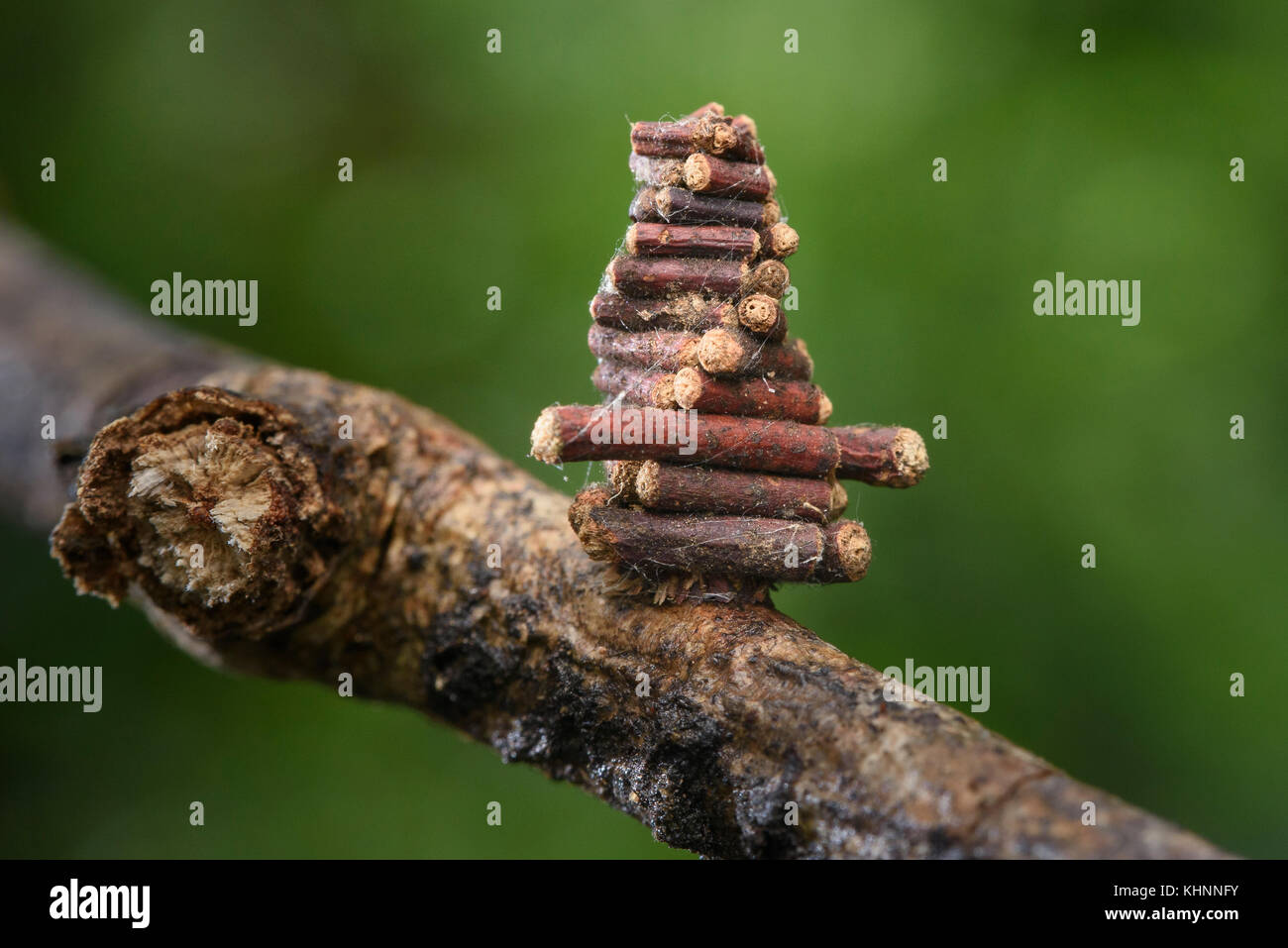 Bagworm Moth (Psychidae) caterpillar carrying camouflaged material ...