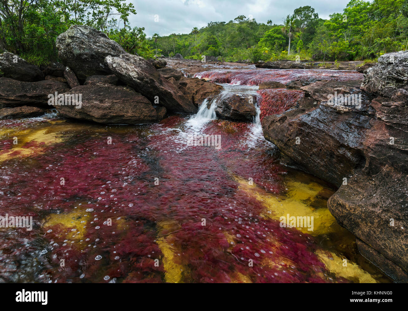 Riverweed (Macarenia clavigera) in river, Cano Cristales, Sierra De La ...