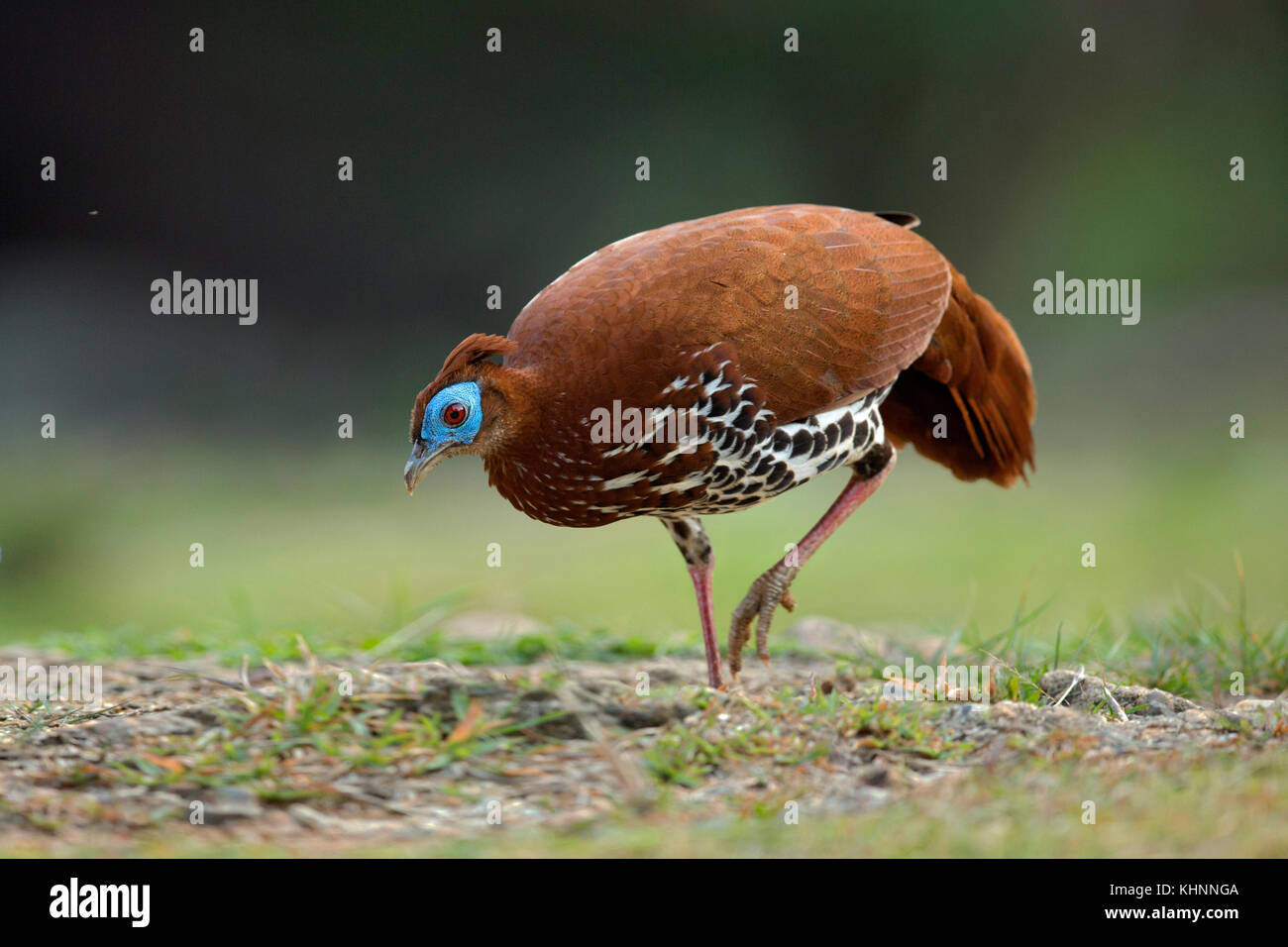 Crested Fireback (Lophura ignita) female foraging, Pahang, Malaysia ...