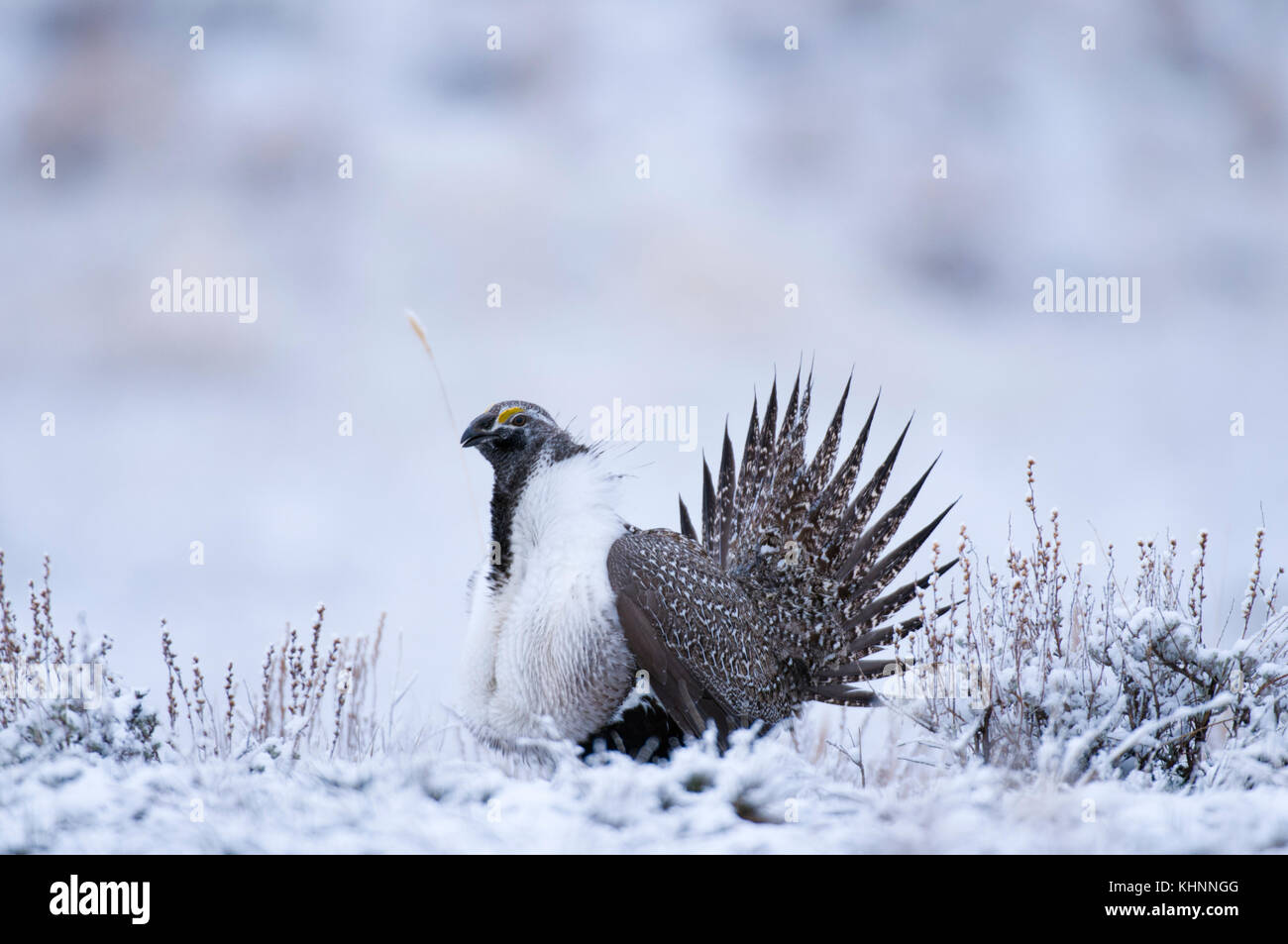 Sage Grouse (Centrocercus urophasianus) male displaying in winter ...