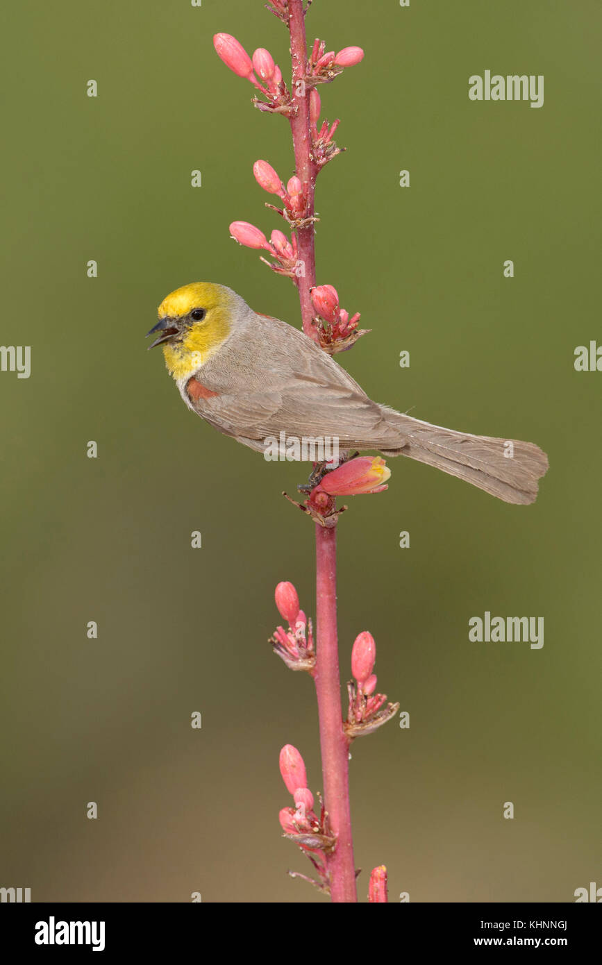 Verdin (Auriparus flaviceps) calling, Arizona Stock Photo - Alamy