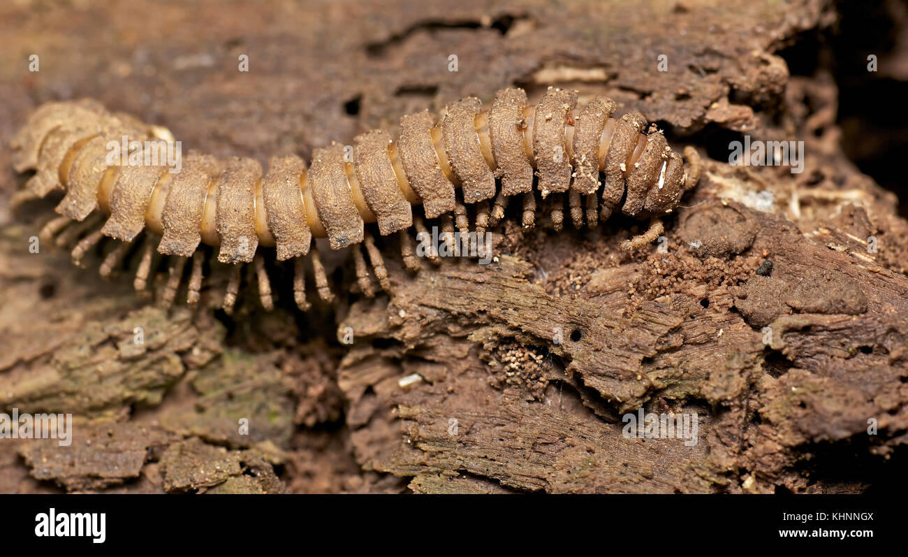 Millipede, Khao Yai National Park, Thailand Stock Photo - Alamy