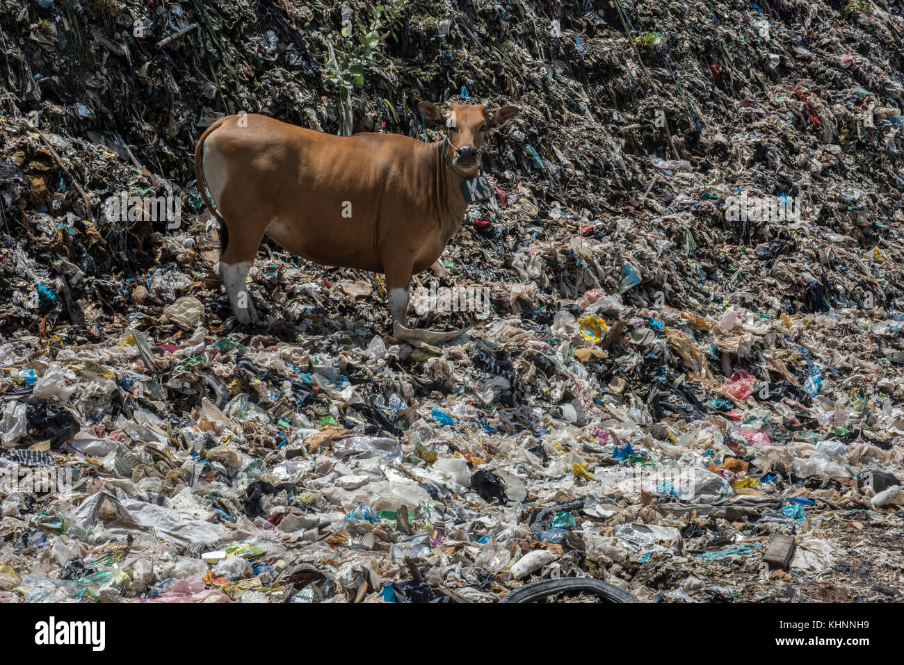 Domestic Cattle (Bos taurus) in plastic trash dump, cow owners pay ...