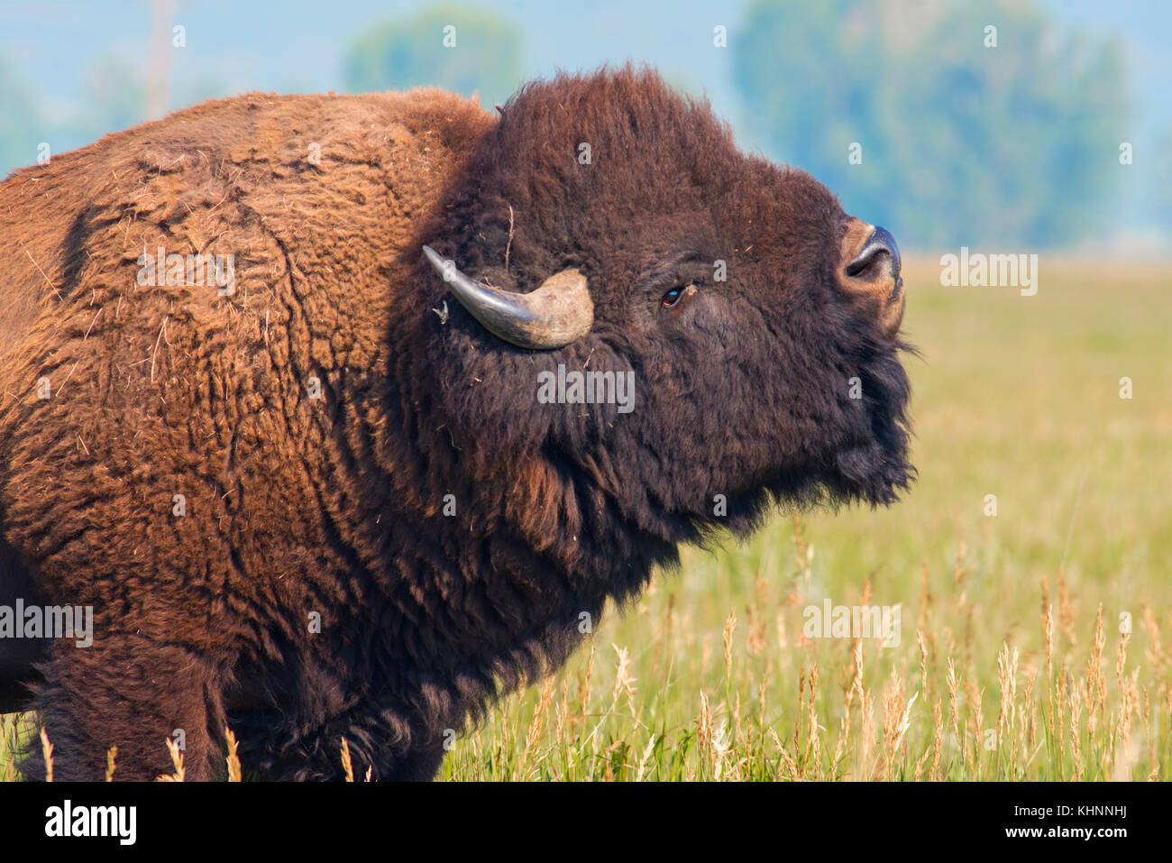 American Bison (Bison bison) bull scratching itself, Grand Teton ...