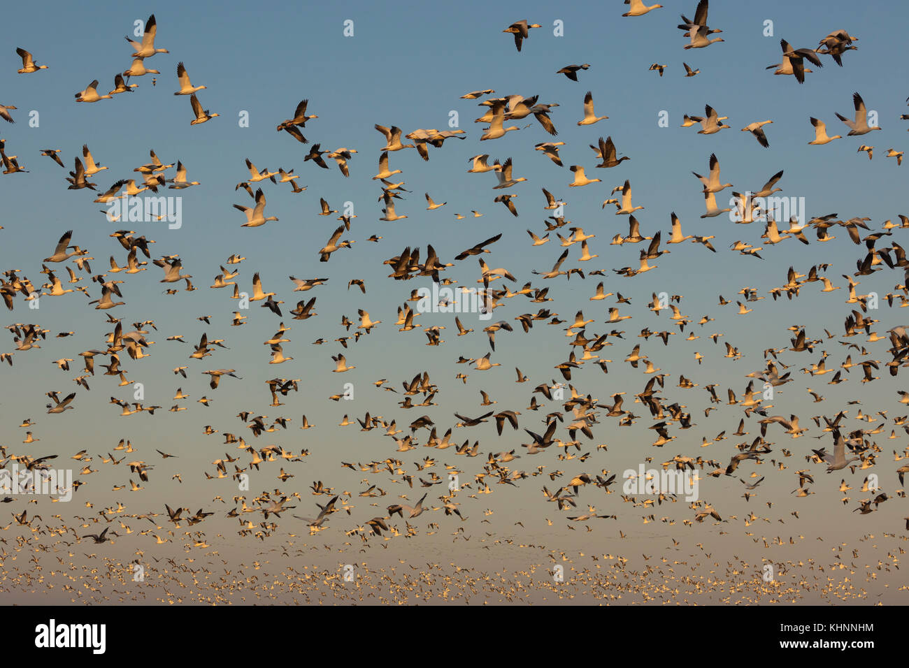 Snow Goose (Chen caerulescens) flock flying, North America Stock Photo ...
