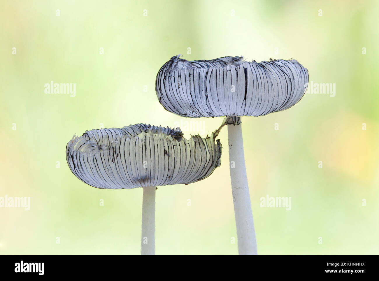 Hare's Foot (Coprinus lagopus) mushrooms, Netherlands Stock Photo - Alamy