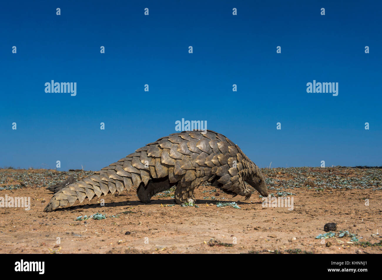 Cape Pangolin (Manis temminckii), Limpopo, South Africa Stock Photo - Alamy