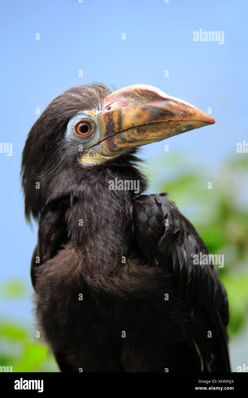 Tarictic Hornbill (Penelopides panini) female, Frankfurt, Germany Stock ...