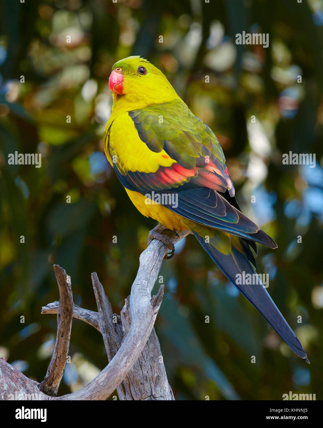 Regent Parrot (Polytelis anthopeplus) male, Stirling Range National ...