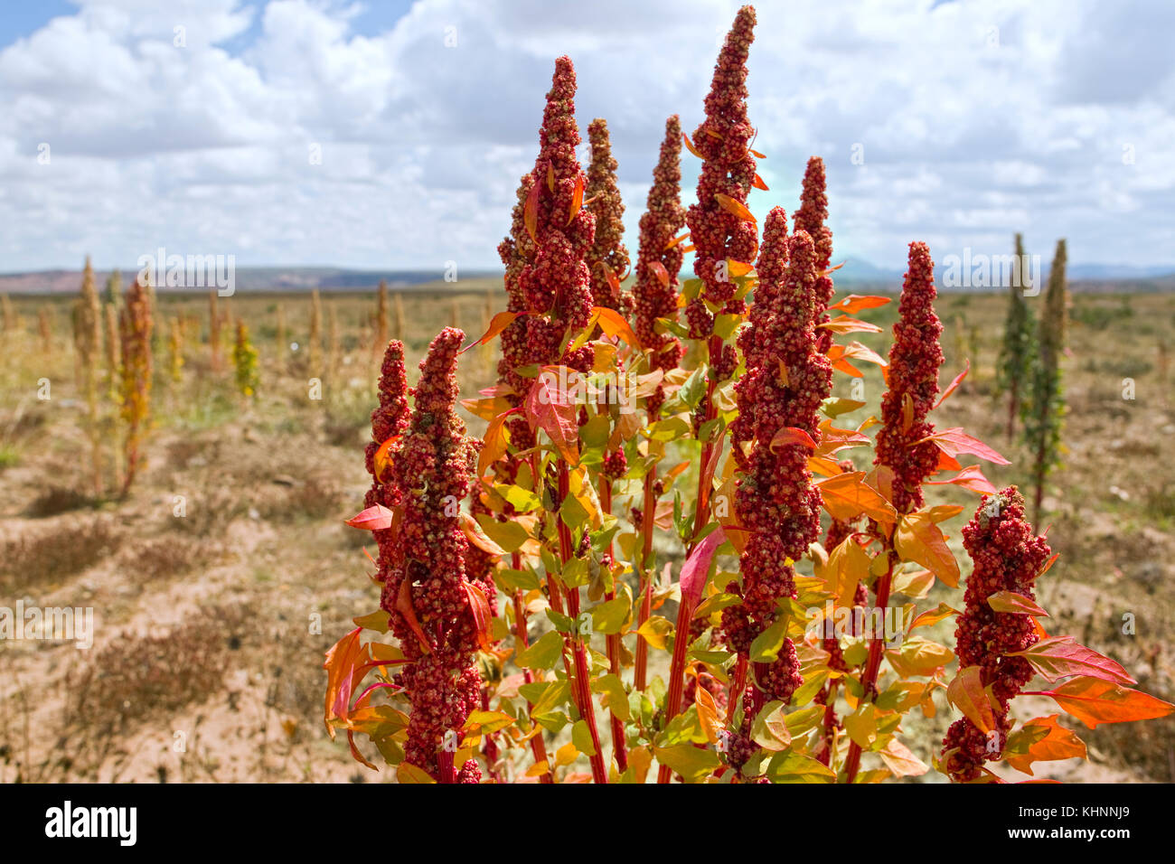 Quinoa (Chenopodium quinoa) seed heads, Andes, western Bolivia Stock ...